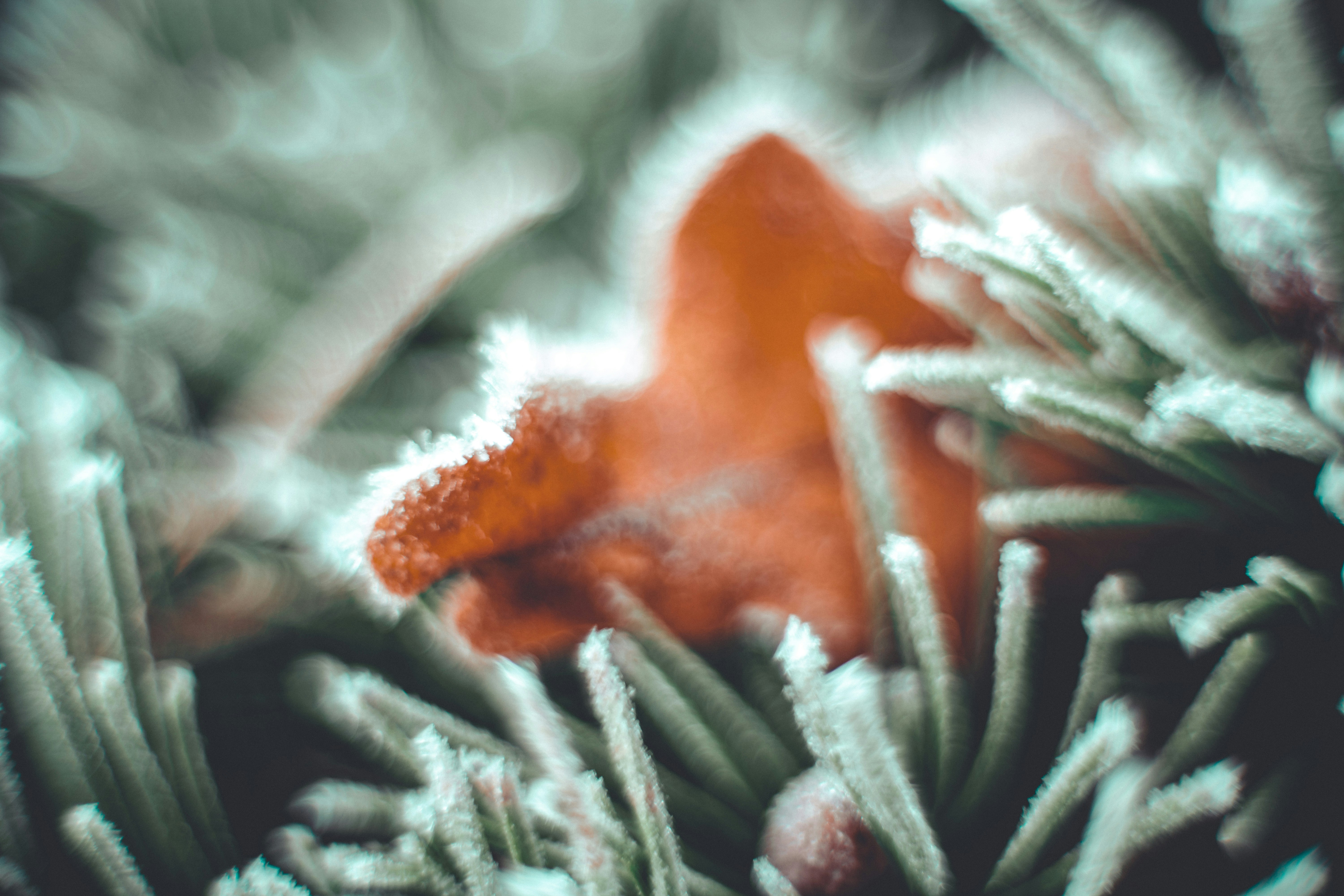 Frost-Kissed Pine Needles with a Subtle Orange Center