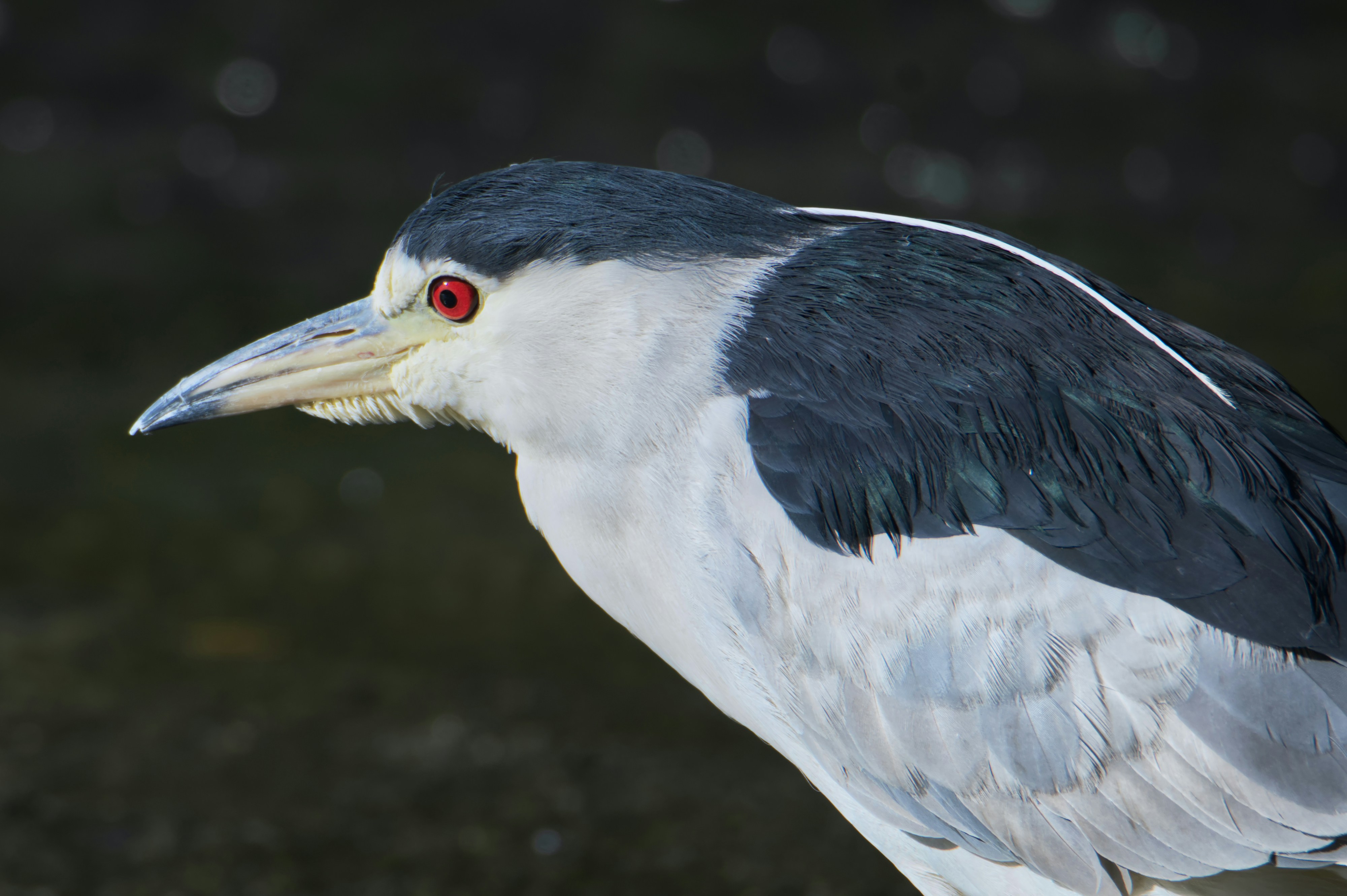 A close up of a bird with red eyes photo – Free Canada Image on Unsplash