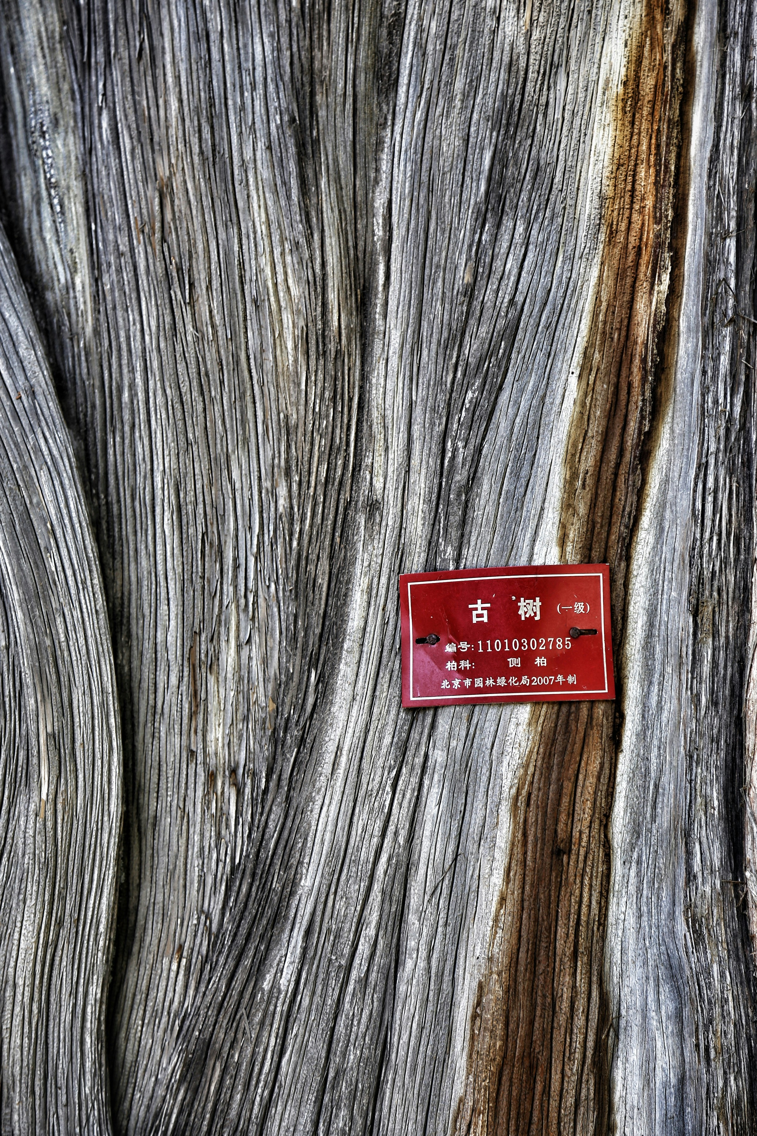 Intricate textures of aged wood with a red identification plaque. The natural patterns tell a story of history and heritage.
