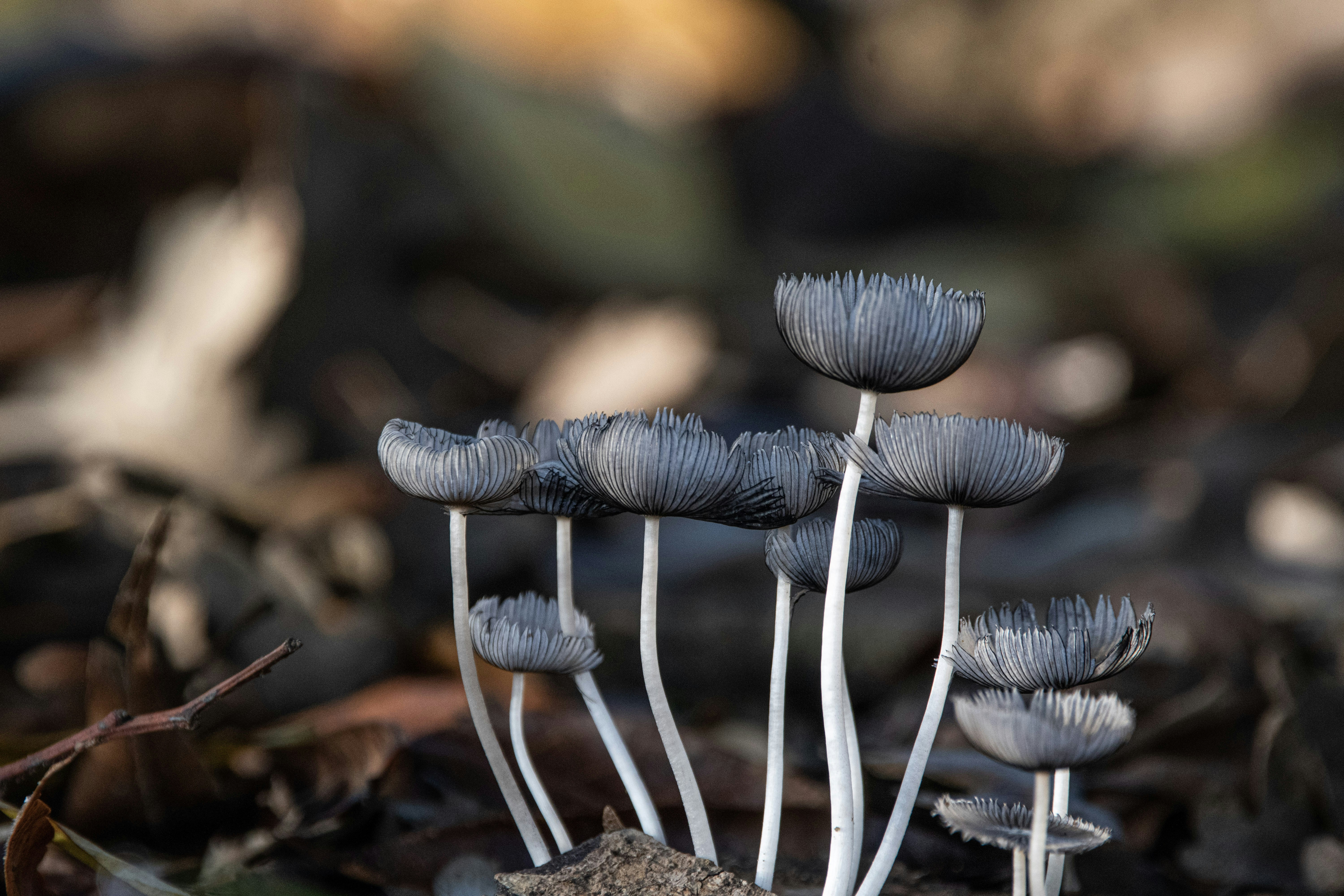 Azure-tipped Fungi: a delicate cluster rising from dim forest floor