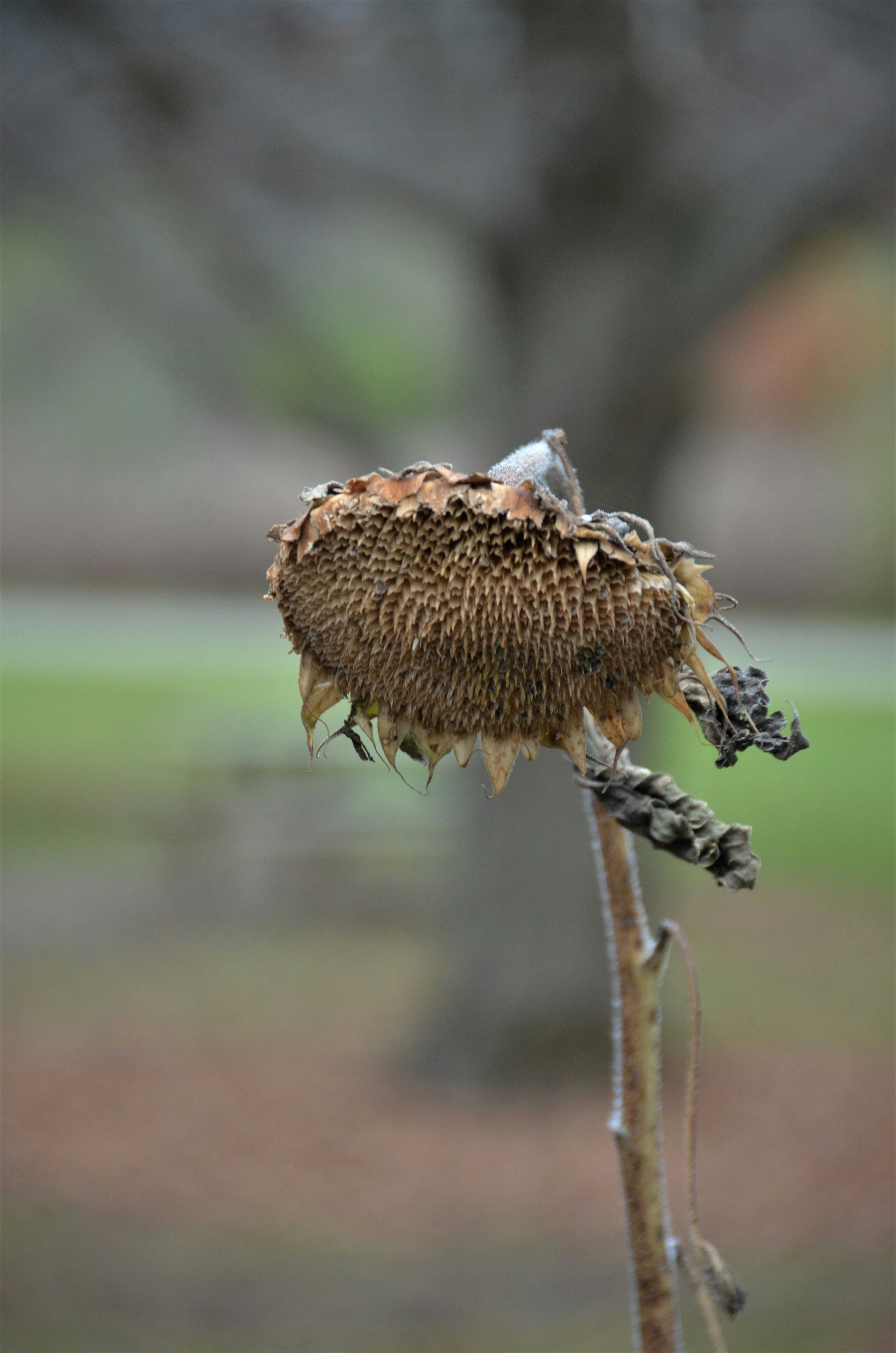 Withered Sunflower Seed Head Against a Quiet, Blurred Field