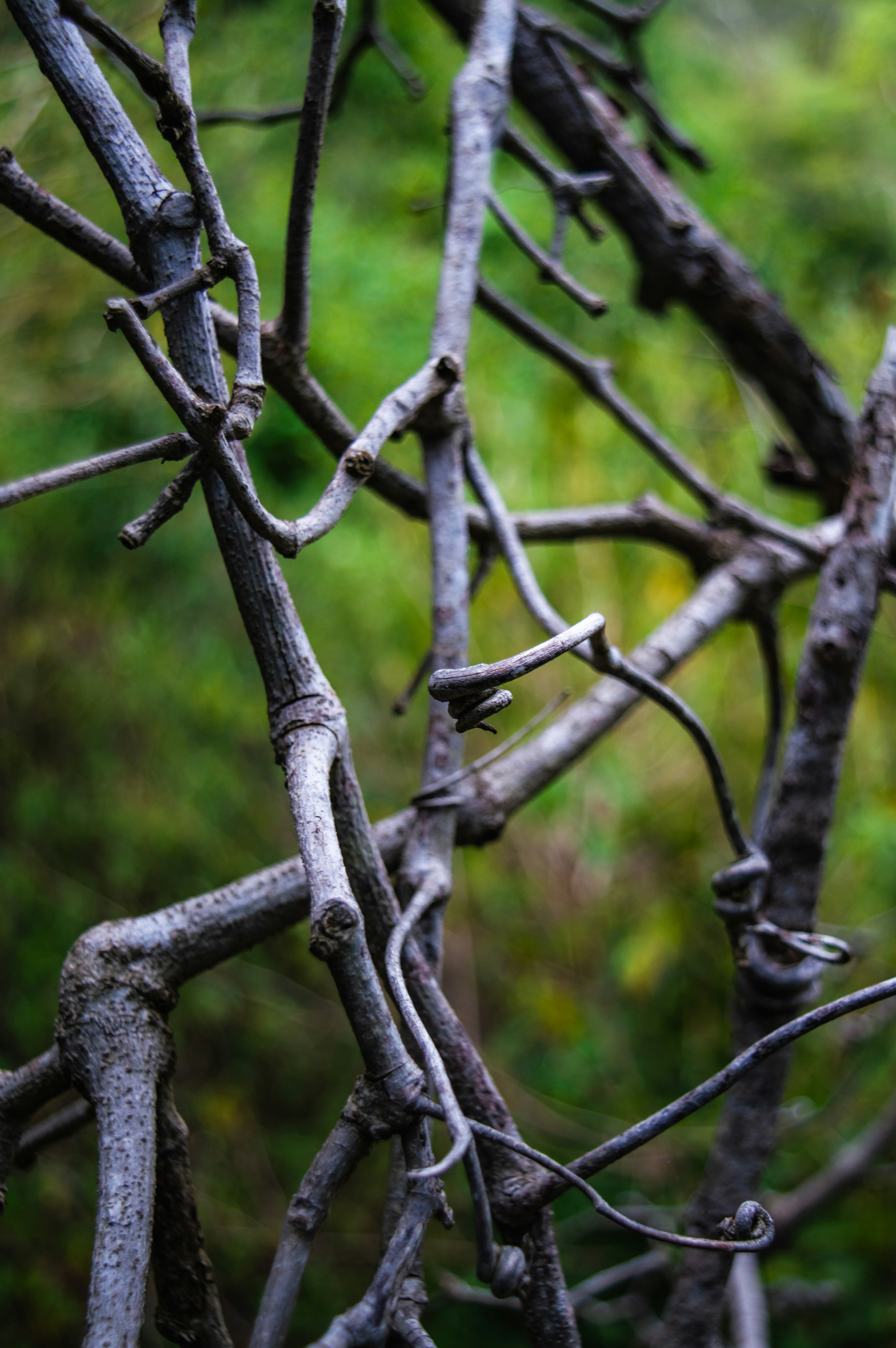 A complex arrangement of twisted branches against a blurred green background, showcasing nature's artistry in structure and form.
