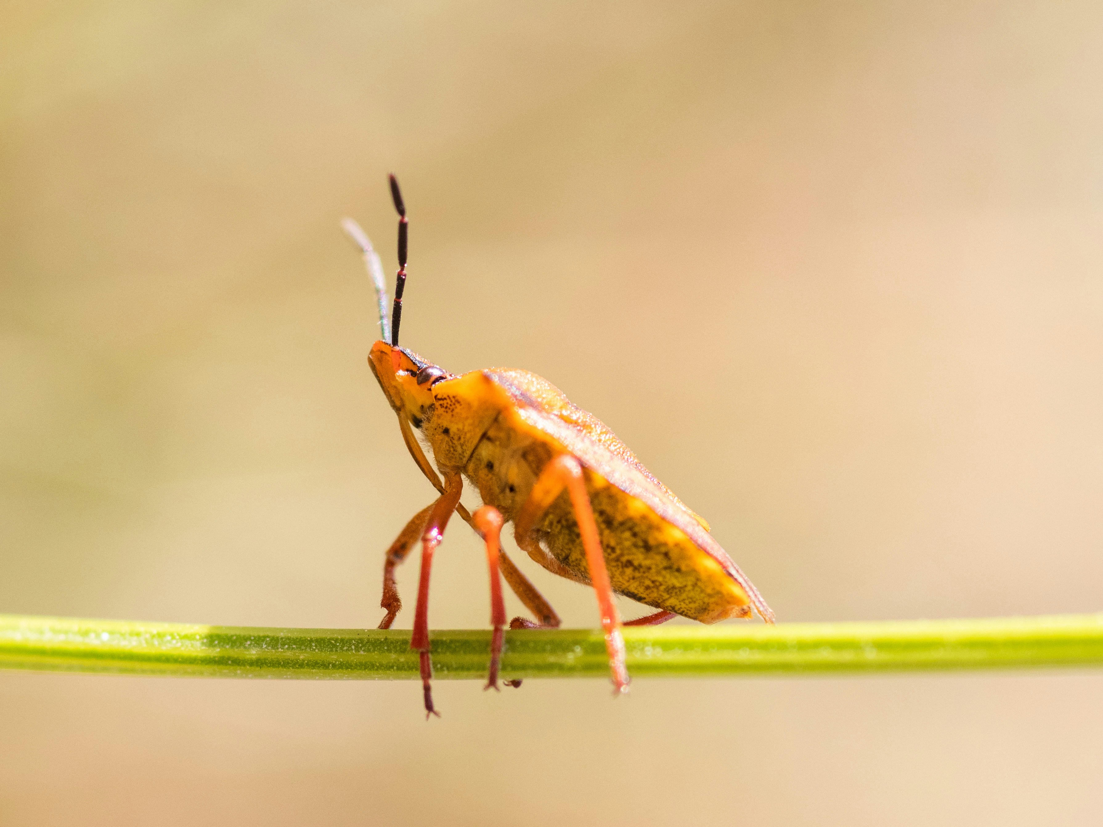 a close up of a bug on a plant