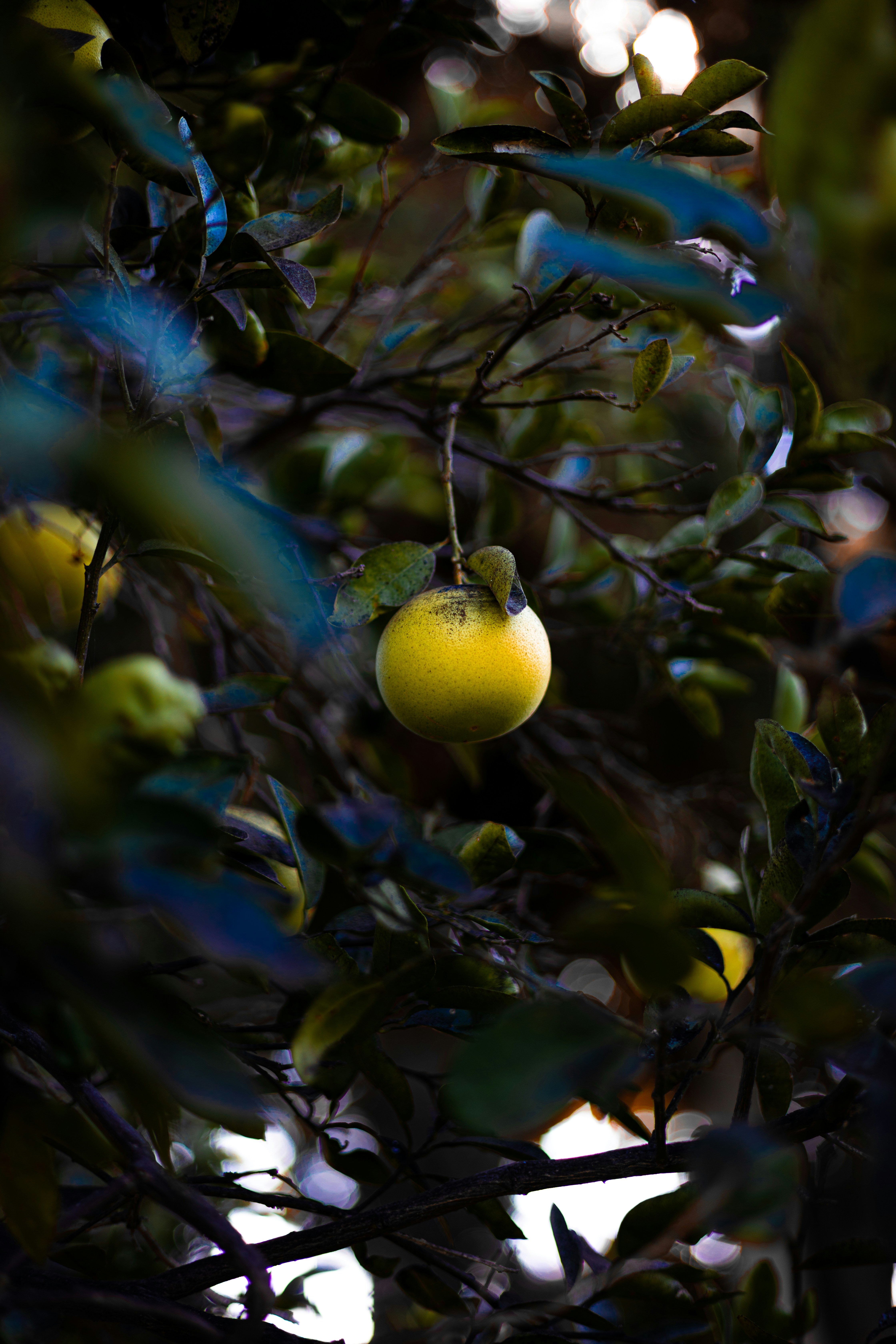 Golden Citrus Pendant in a Shaded Orchard