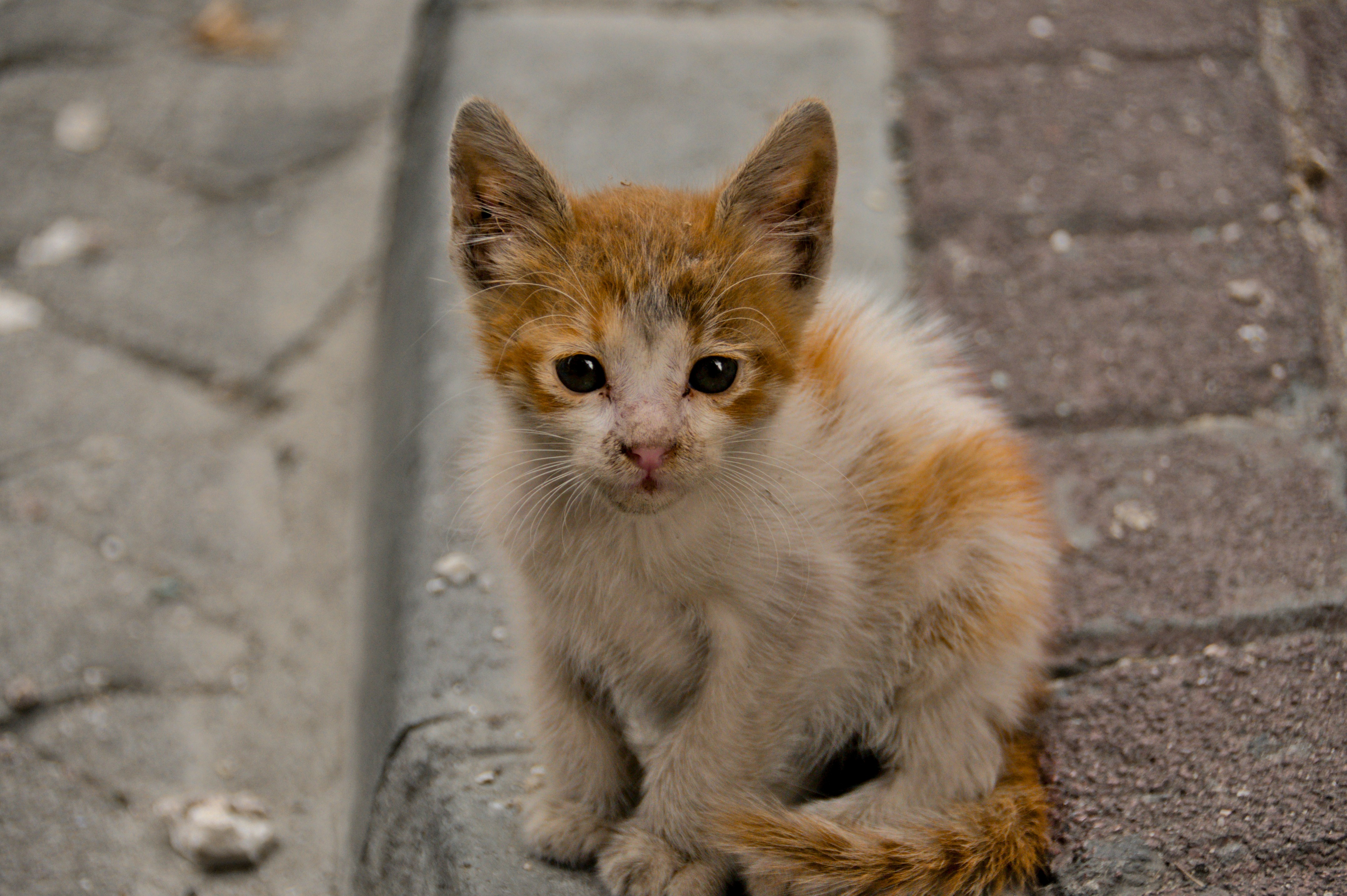 Curious Calico on a City Curb