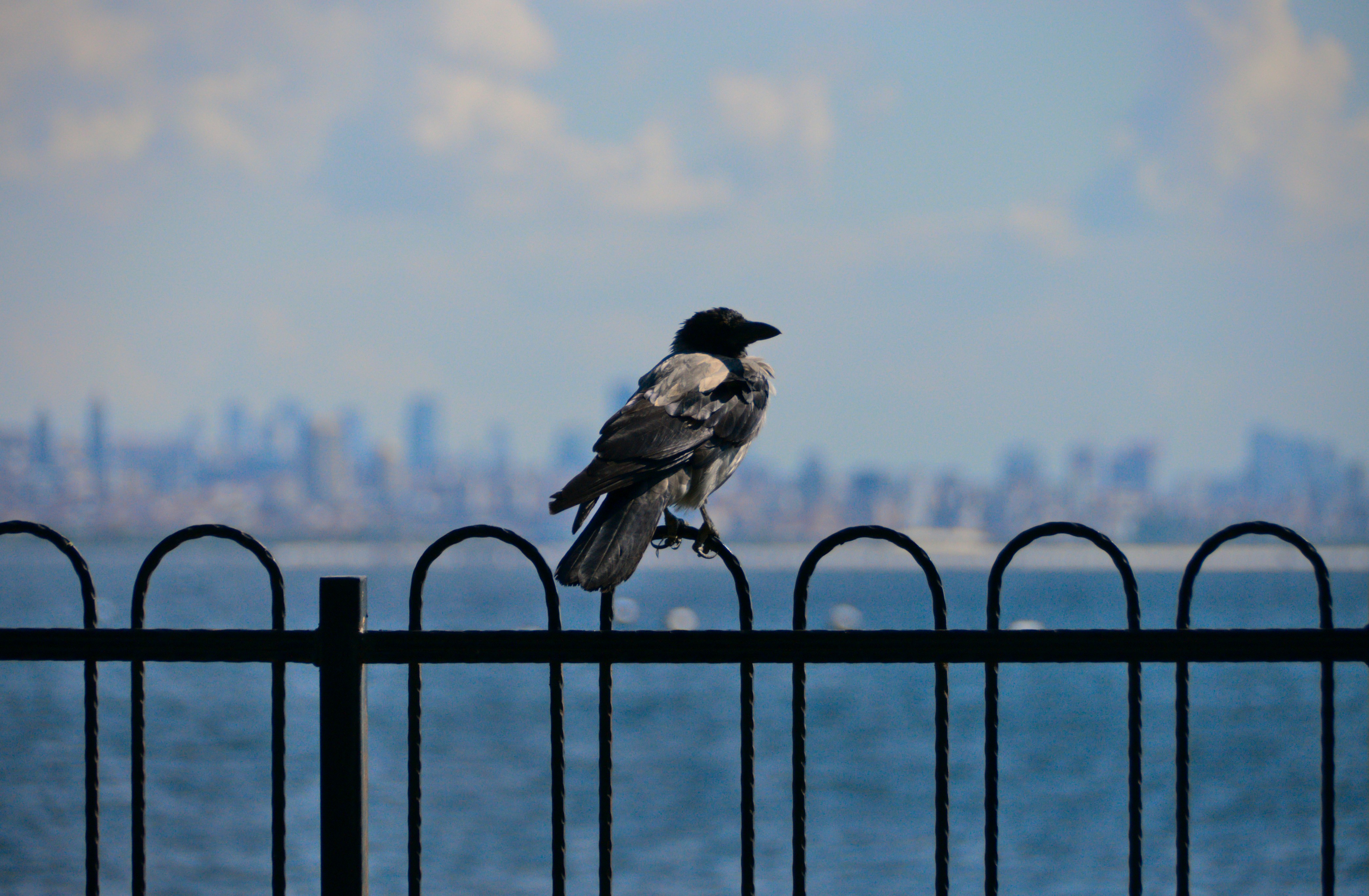 A crow perched on a fence overlooking a shimmering body of water and a distant city skyline. The scene captures a moment of quiet observation.
