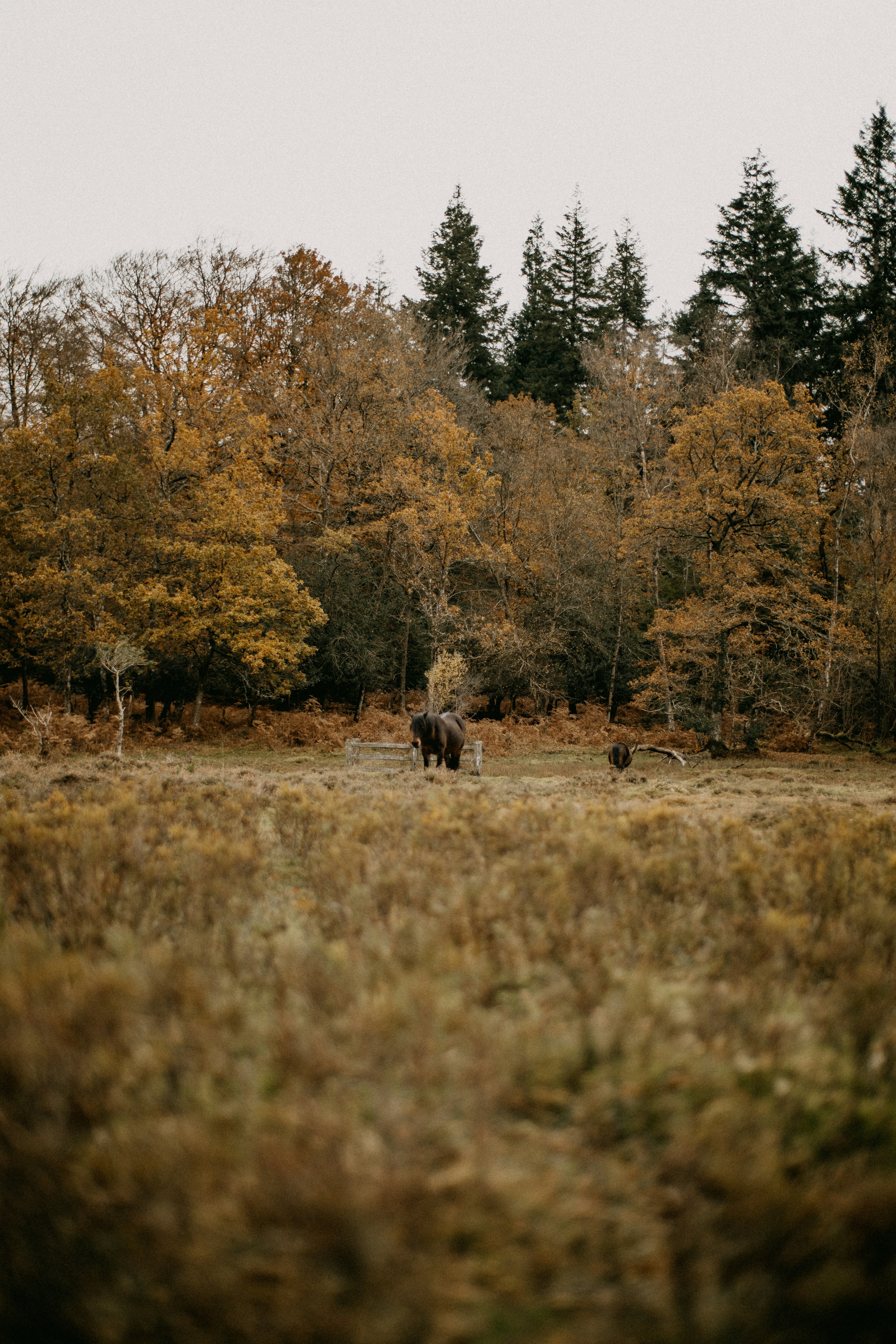 Horses at Autumn's Edge: Quiet Grazing Beneath Amber Canopies