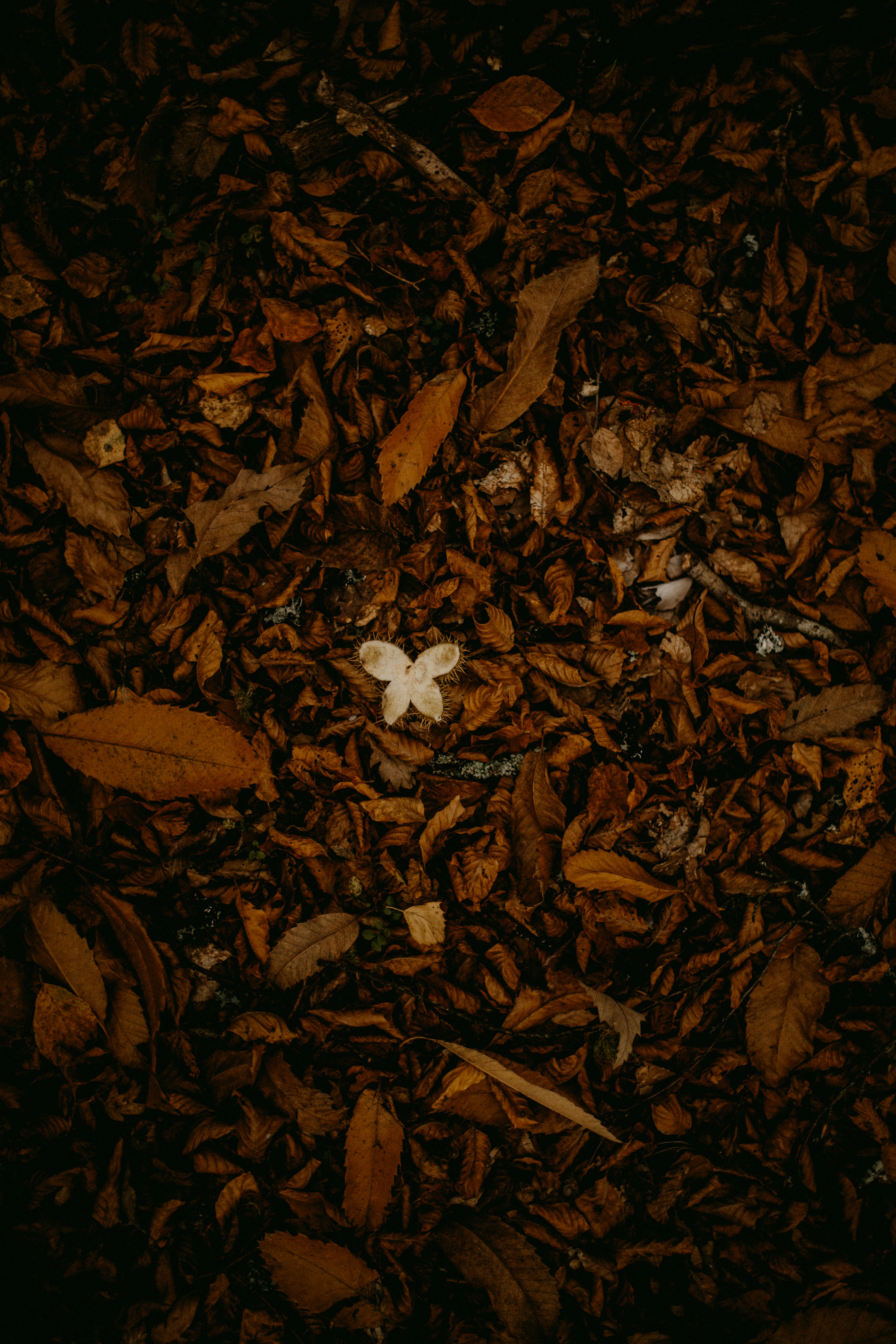 Midnight Leaf Choir: A lone pale bloom among autumn floor