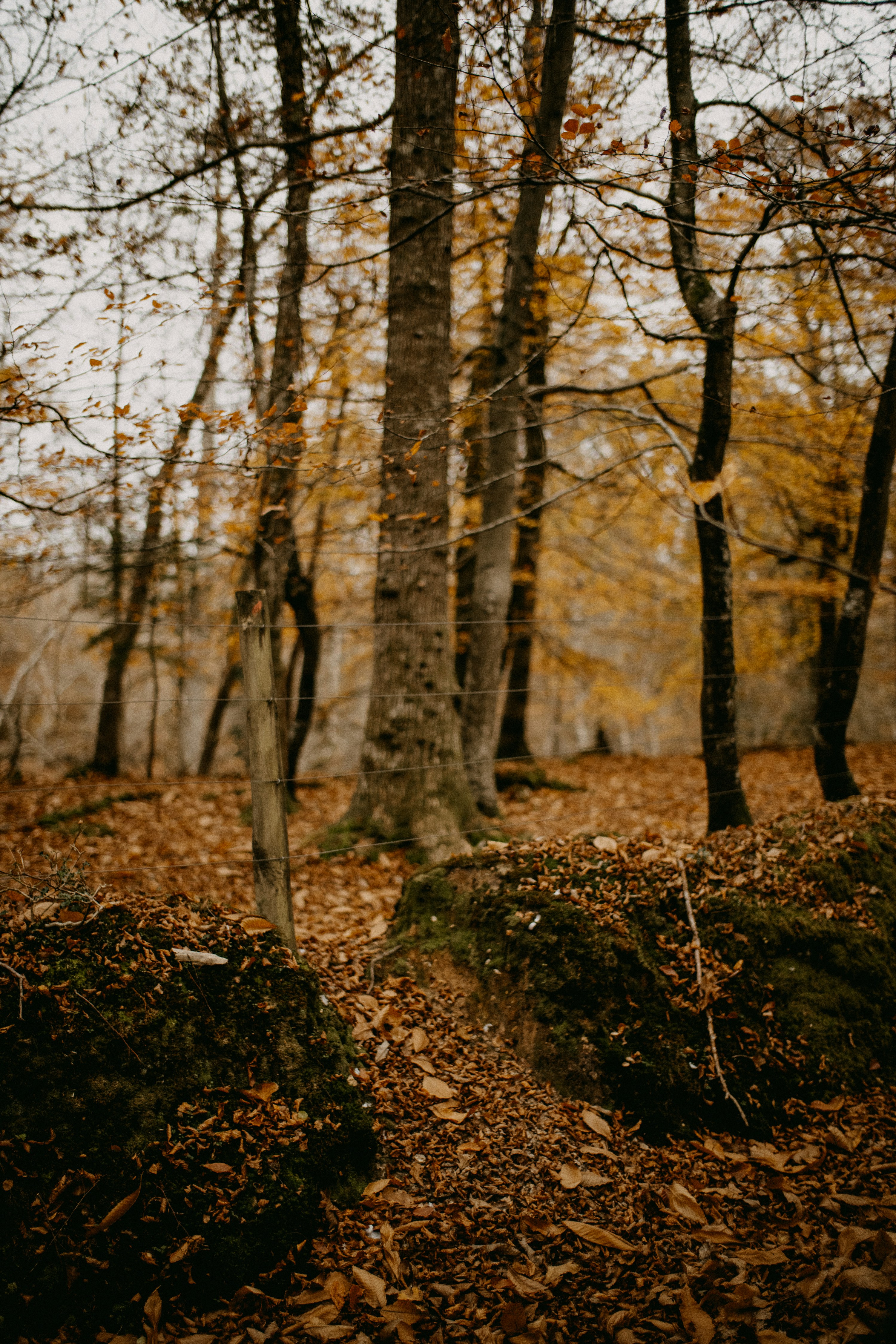 Landscape Tumblr Forest