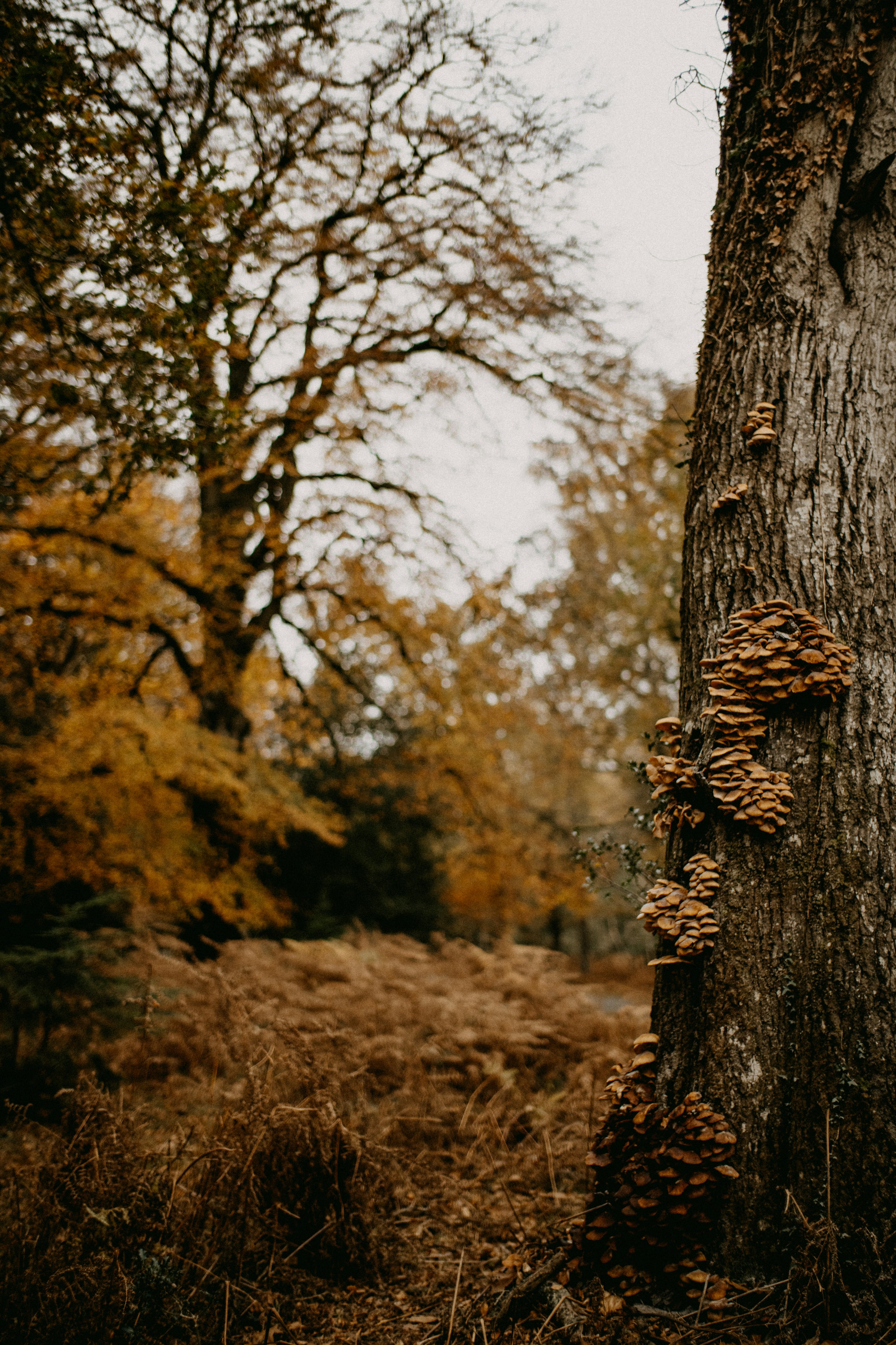 Ember Autumn: Shelf Fungi Ascend a Weathered Trunk