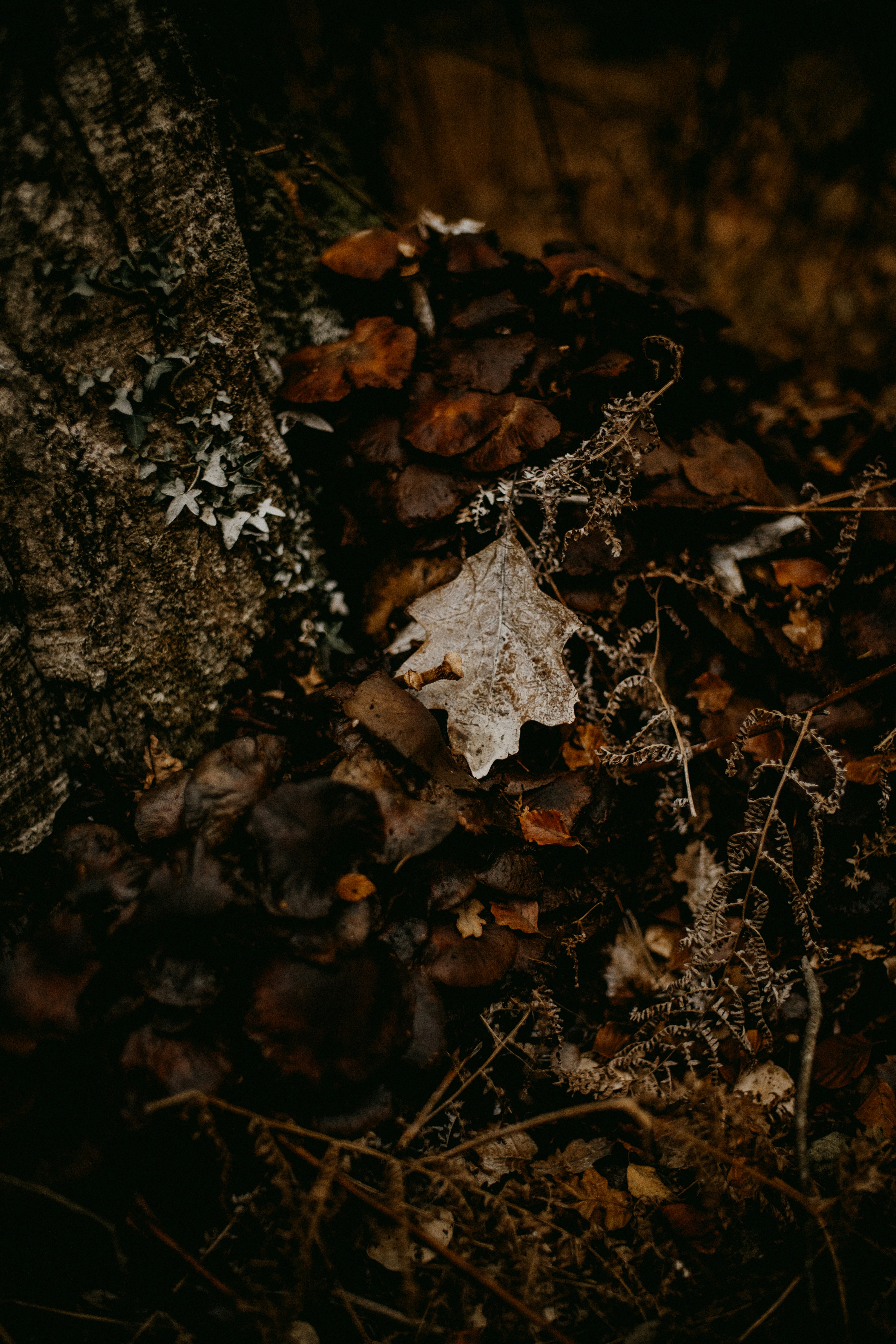 A Pale Leaf Amid Ember-Folded Leaves in Dusk
