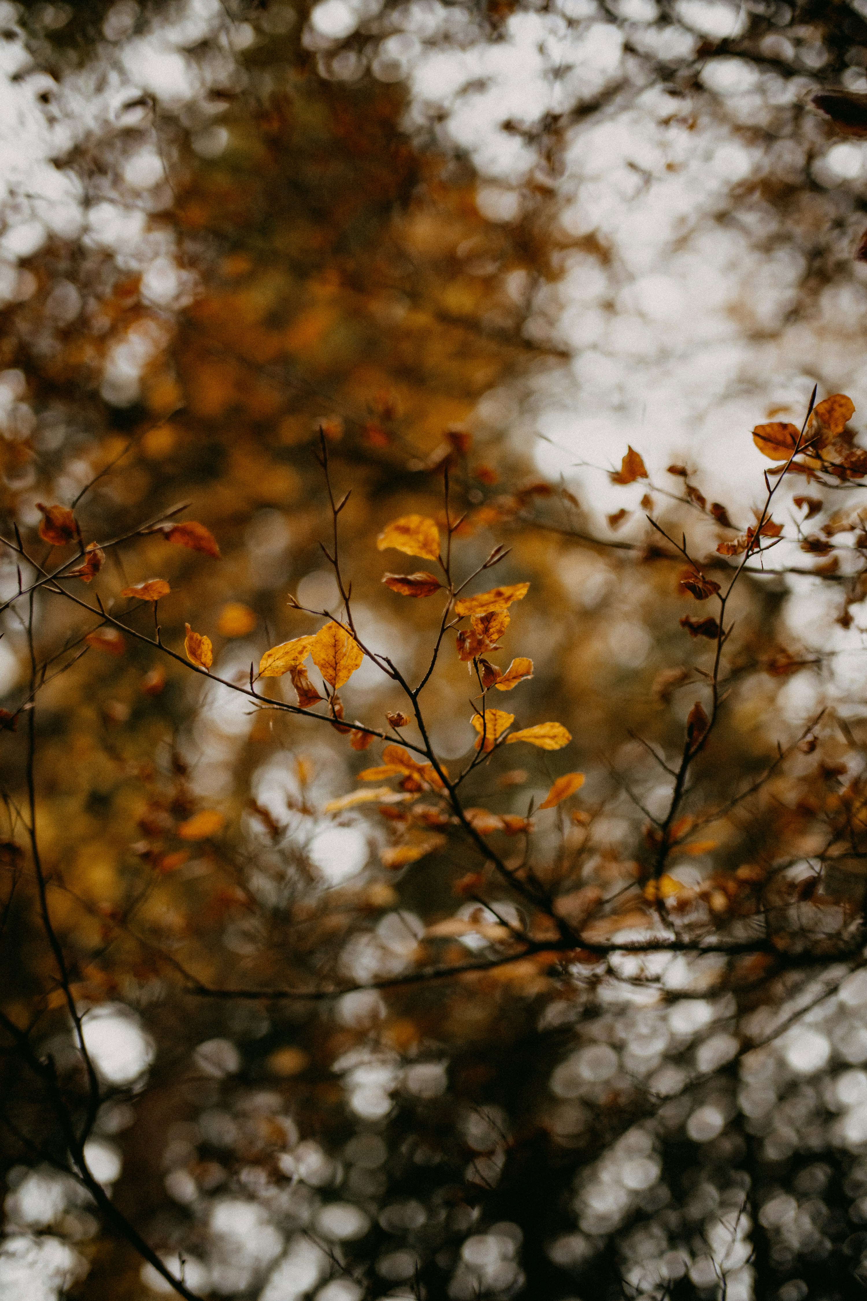 Golden and amber leaves cling to delicate branches against a blurred backdrop of fall foliage. The scene evokes a serene autumn atmosphere.