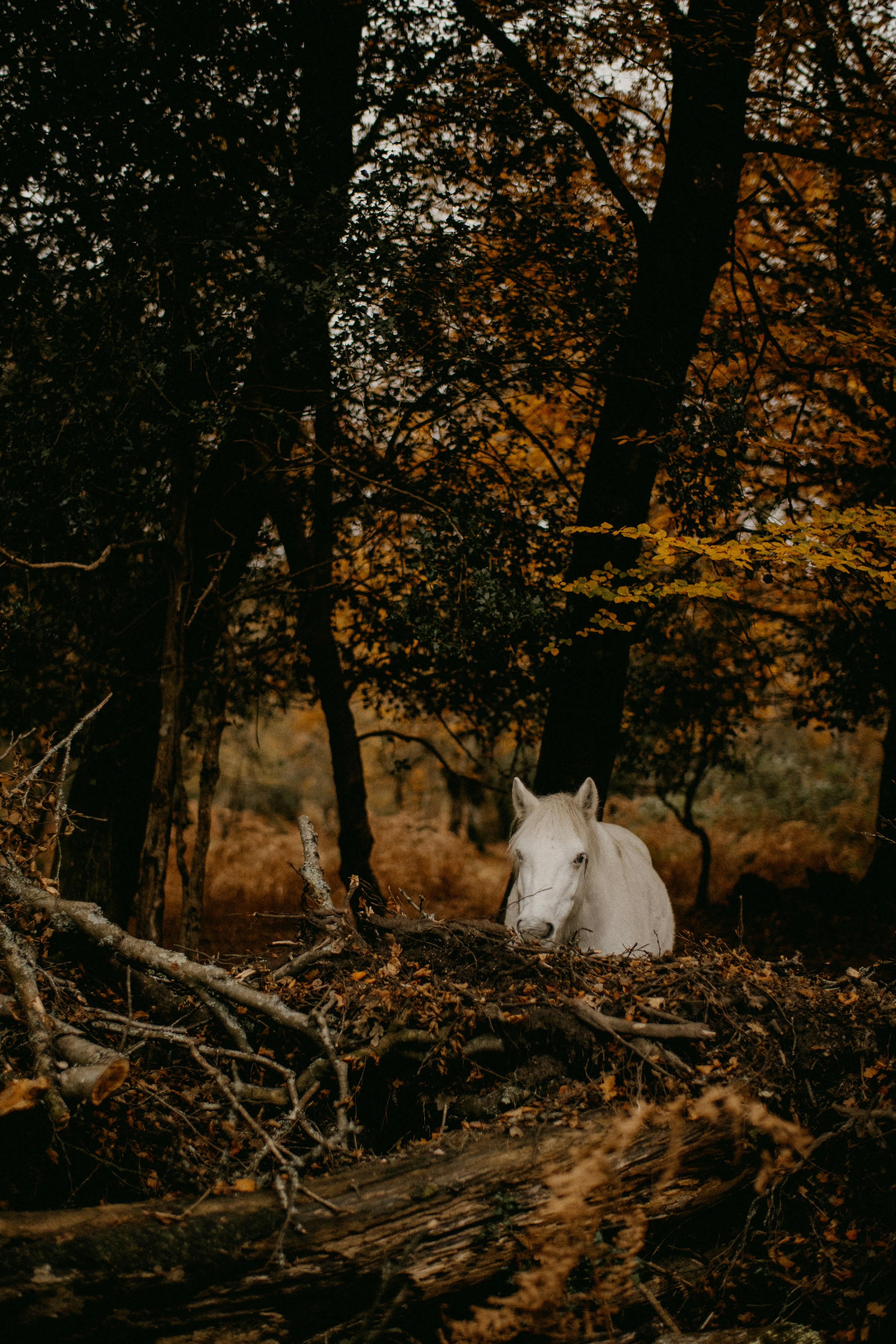 A serene white horse resting amidst a tapestry of autumn foliage in a tranquil forest setting.