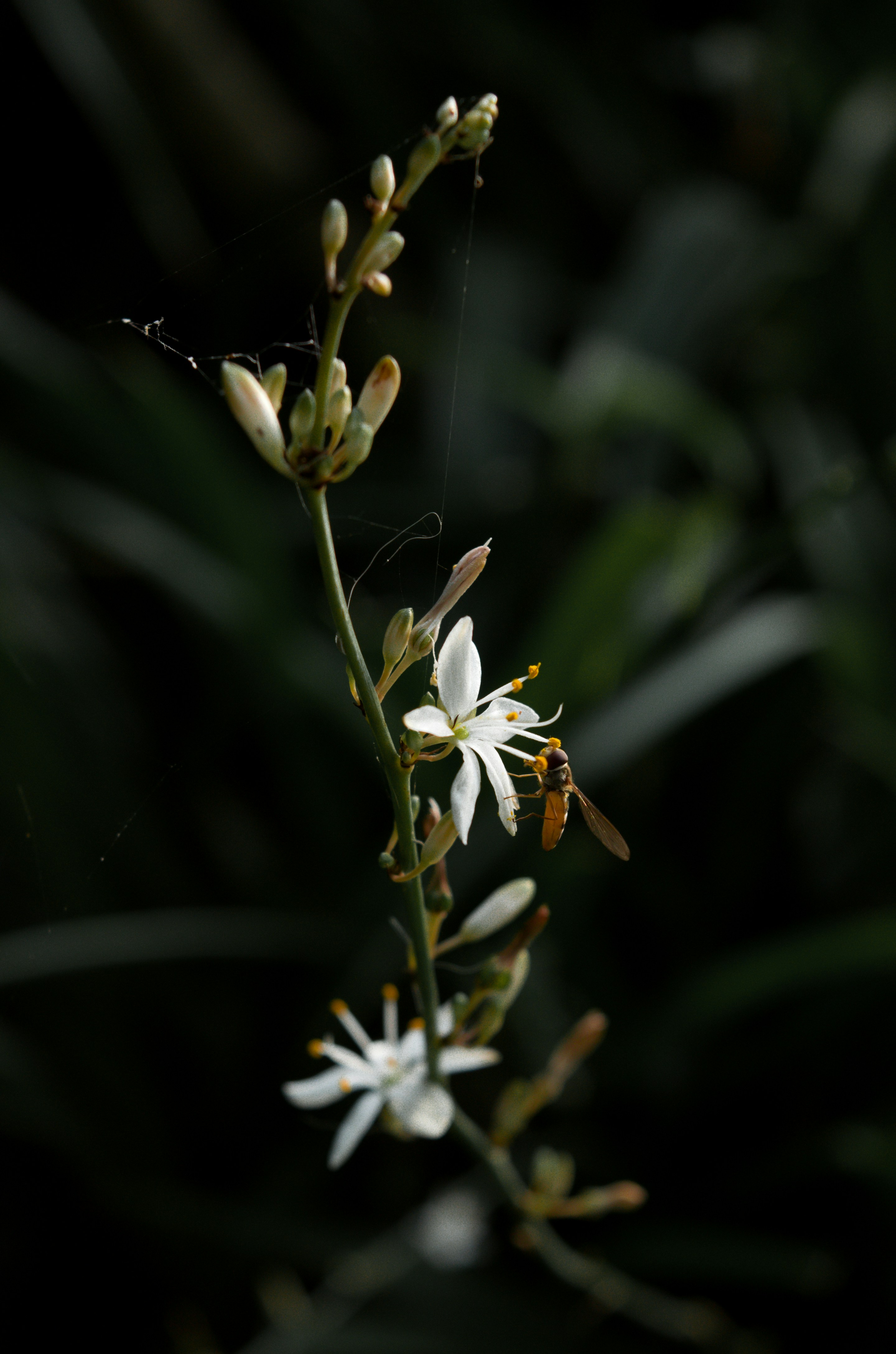 White Starflower on a Slender Stem in Velvet Darkness