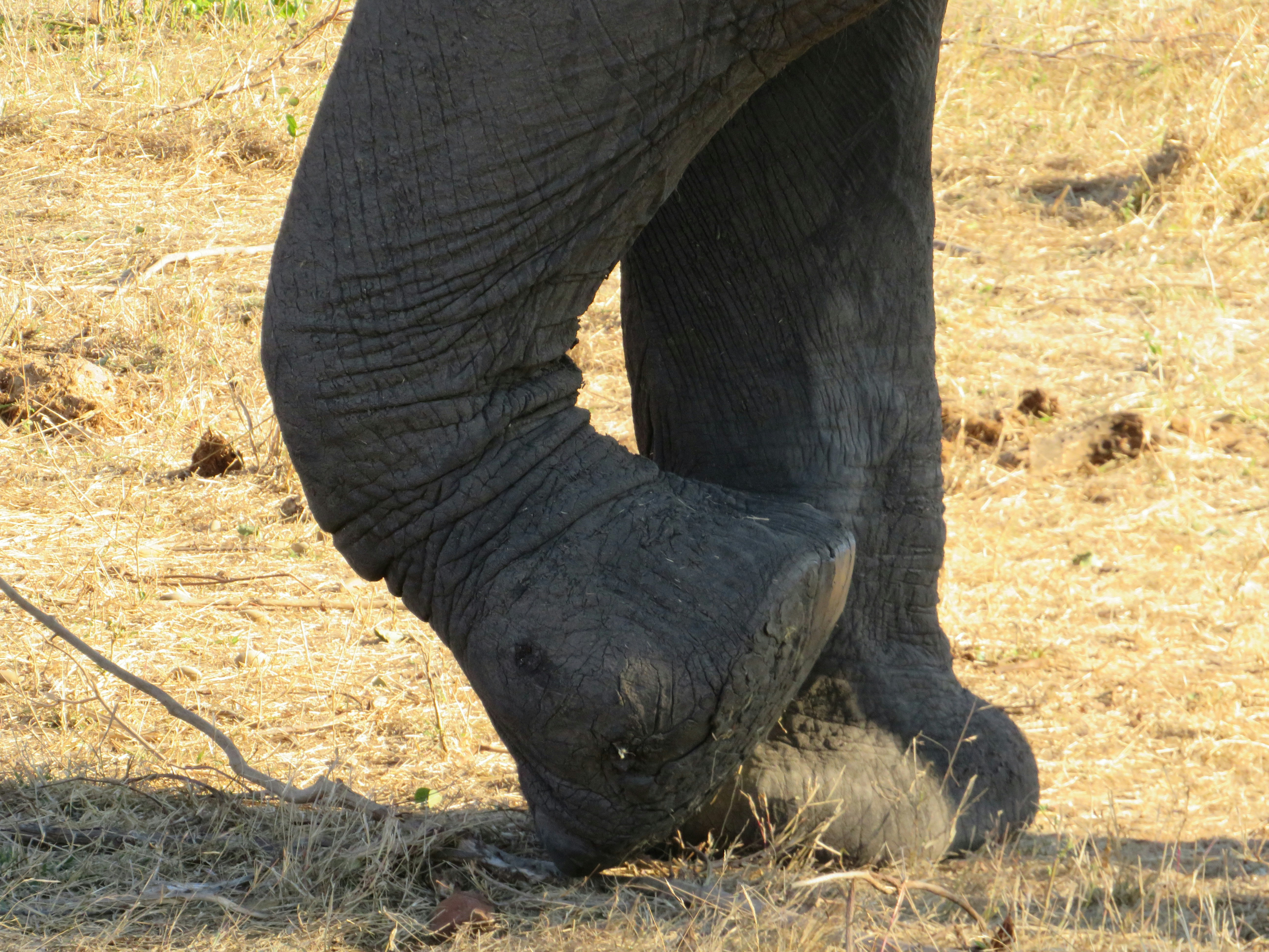 A close up of an elephant's legs and foot photo – Free Animal Image on ...