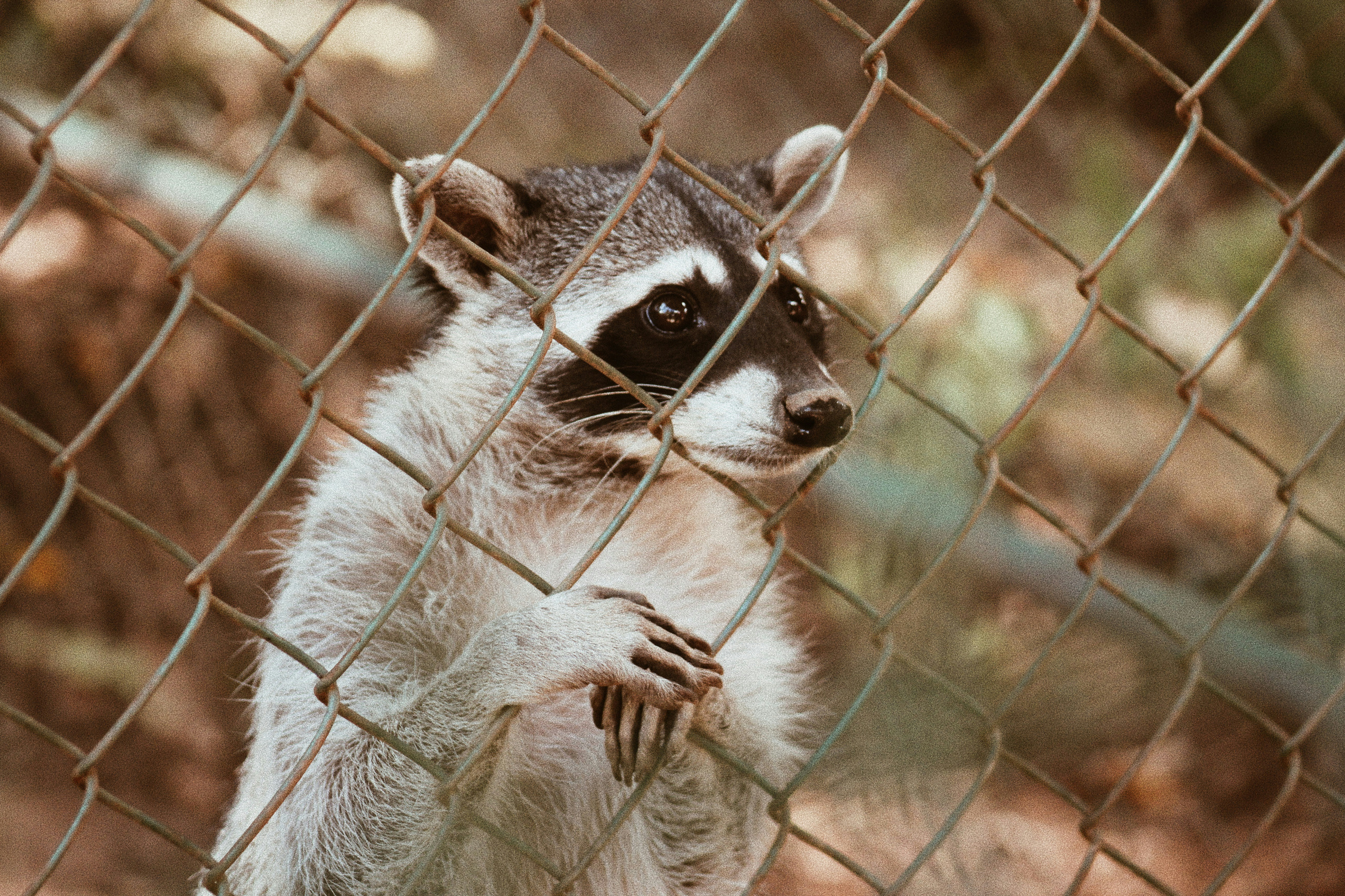 Reflective Raccoon Behind the Fence