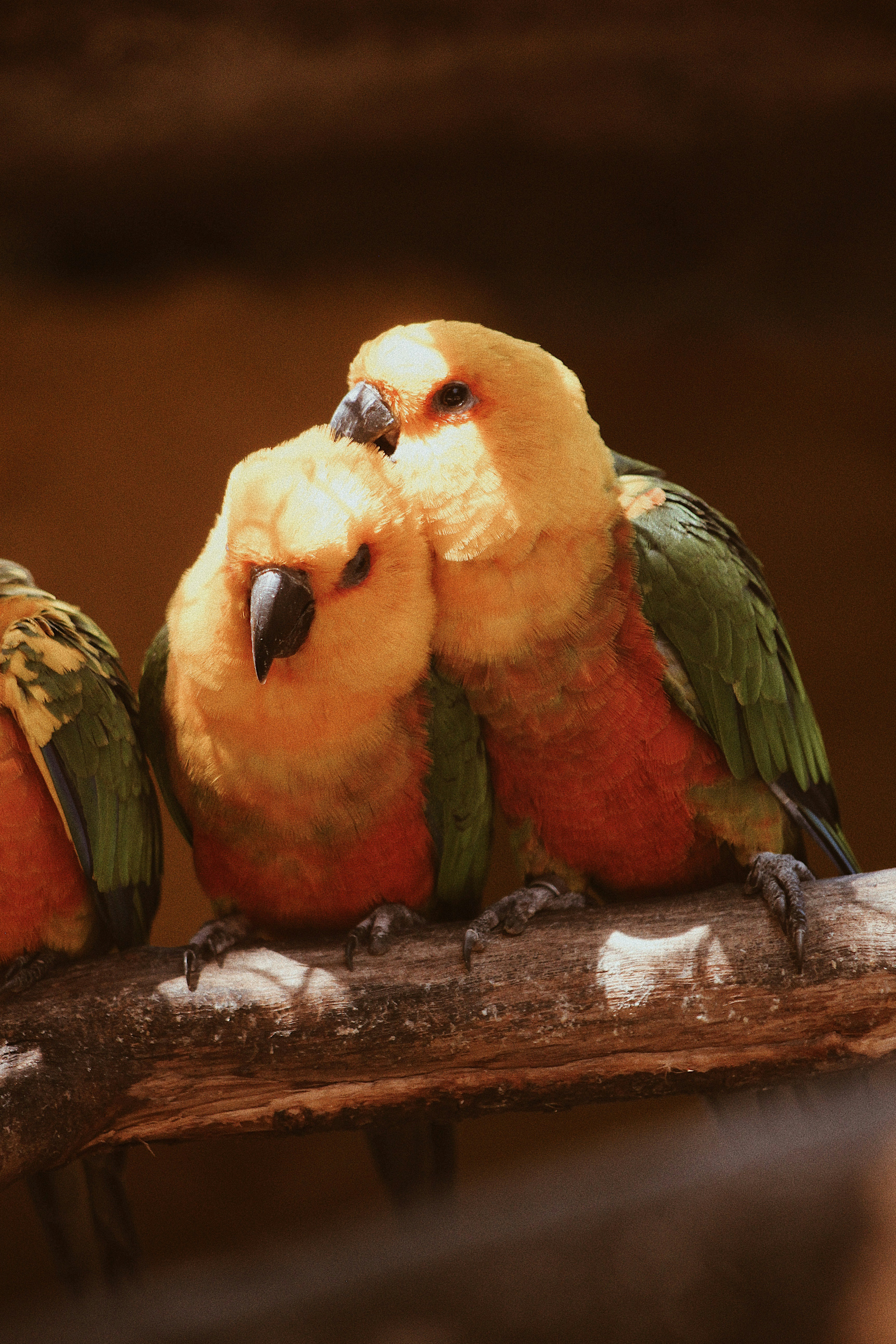 Tender Tilt: Two Sun Conures Nuzzle on a Weathered Branch