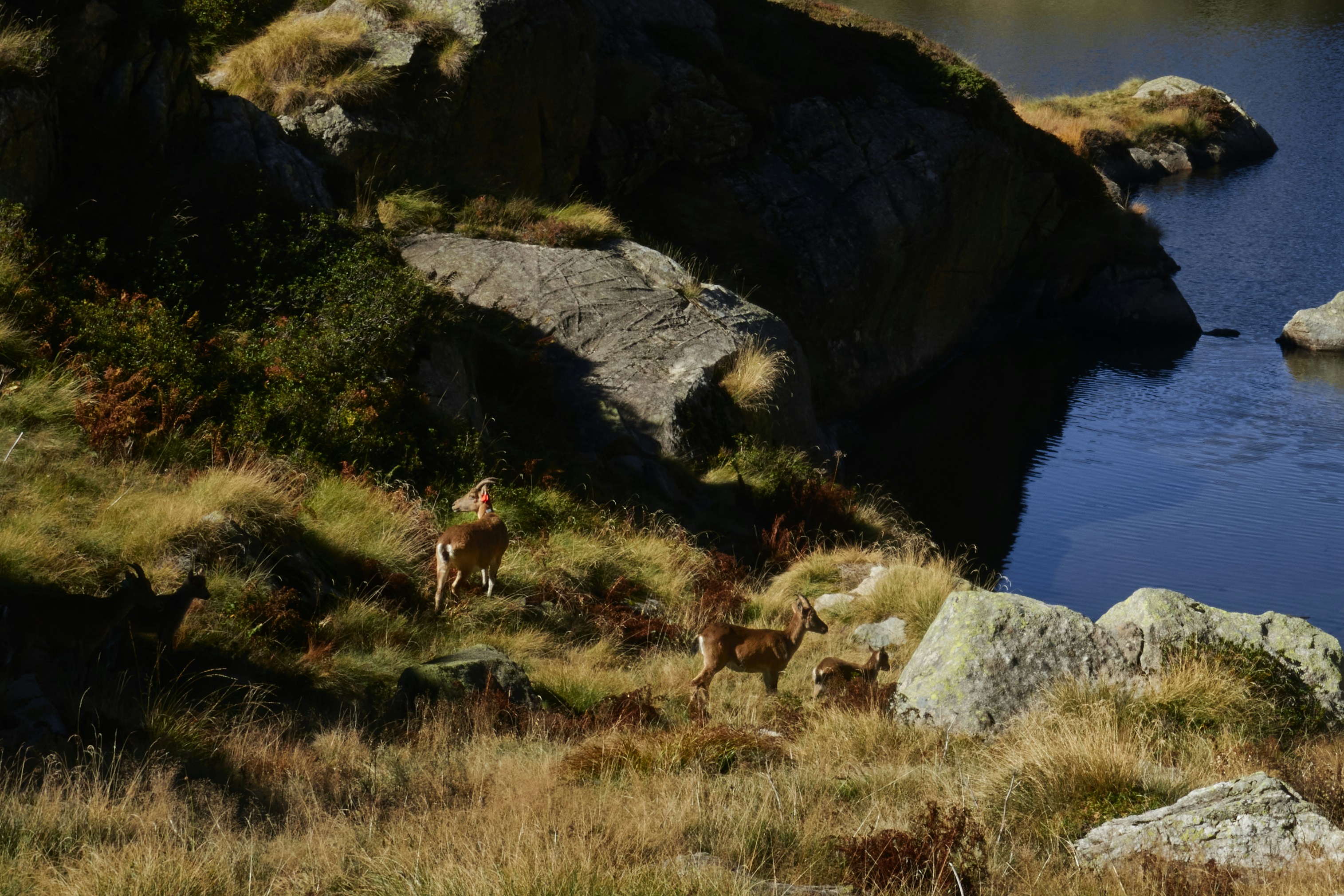 A group of deer grazes peacefully near a tranquil lake, surrounded by rocky outcrops and golden grasses.