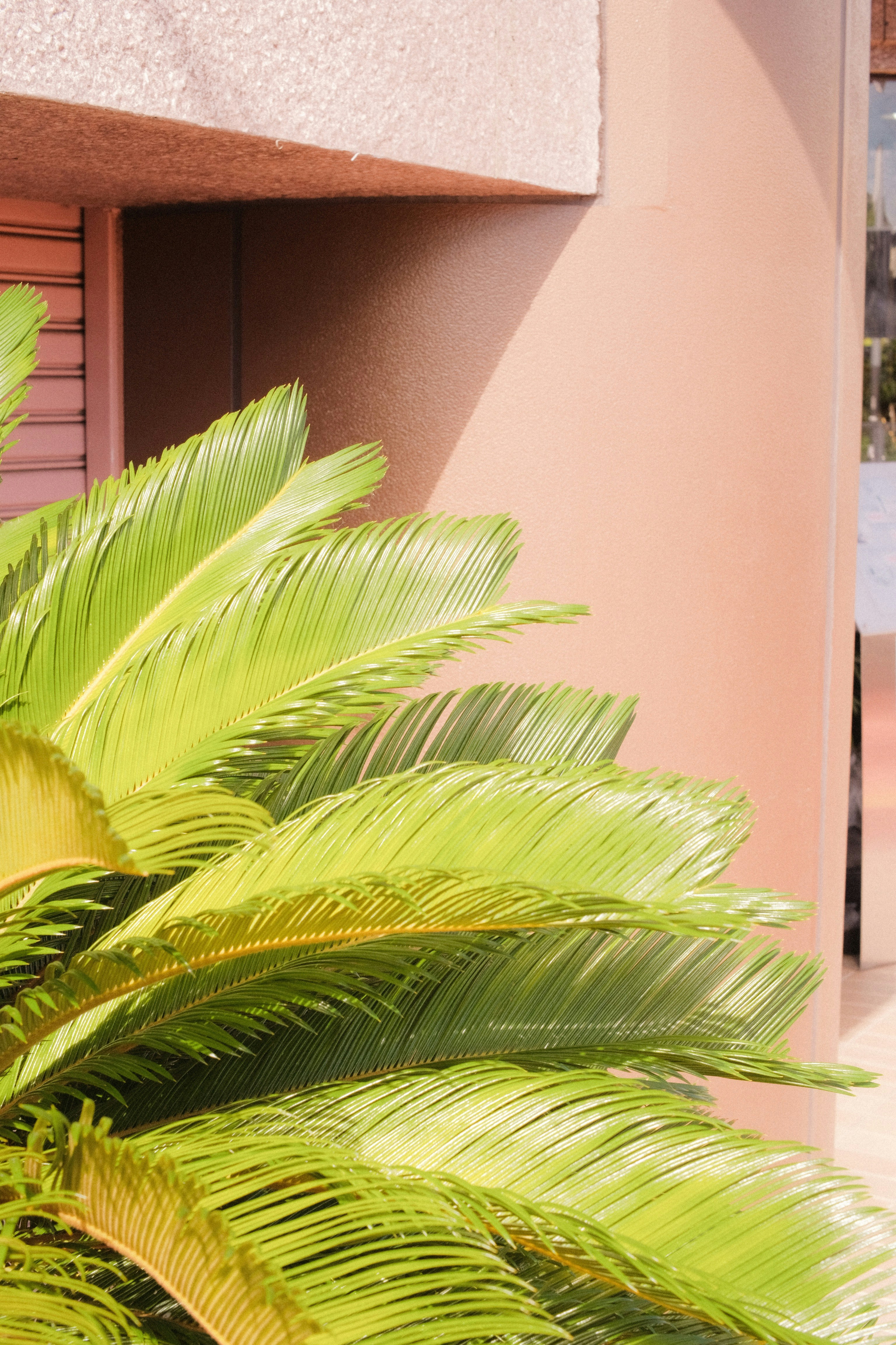 A palm tree in front of a building photo – Free Plant Image on Unsplash