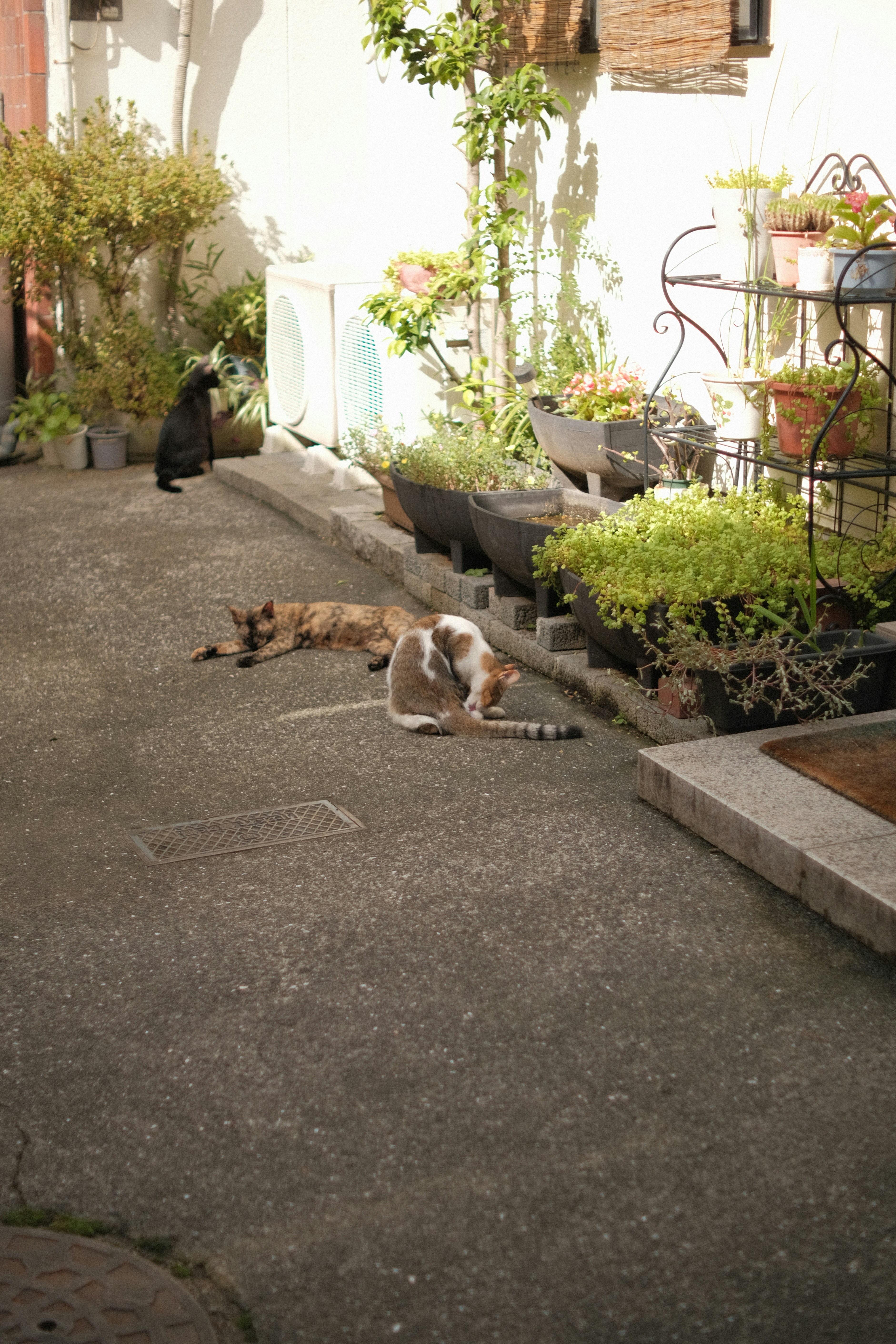 Three Lounging Alley Cats in a Sunlit Garden Corner