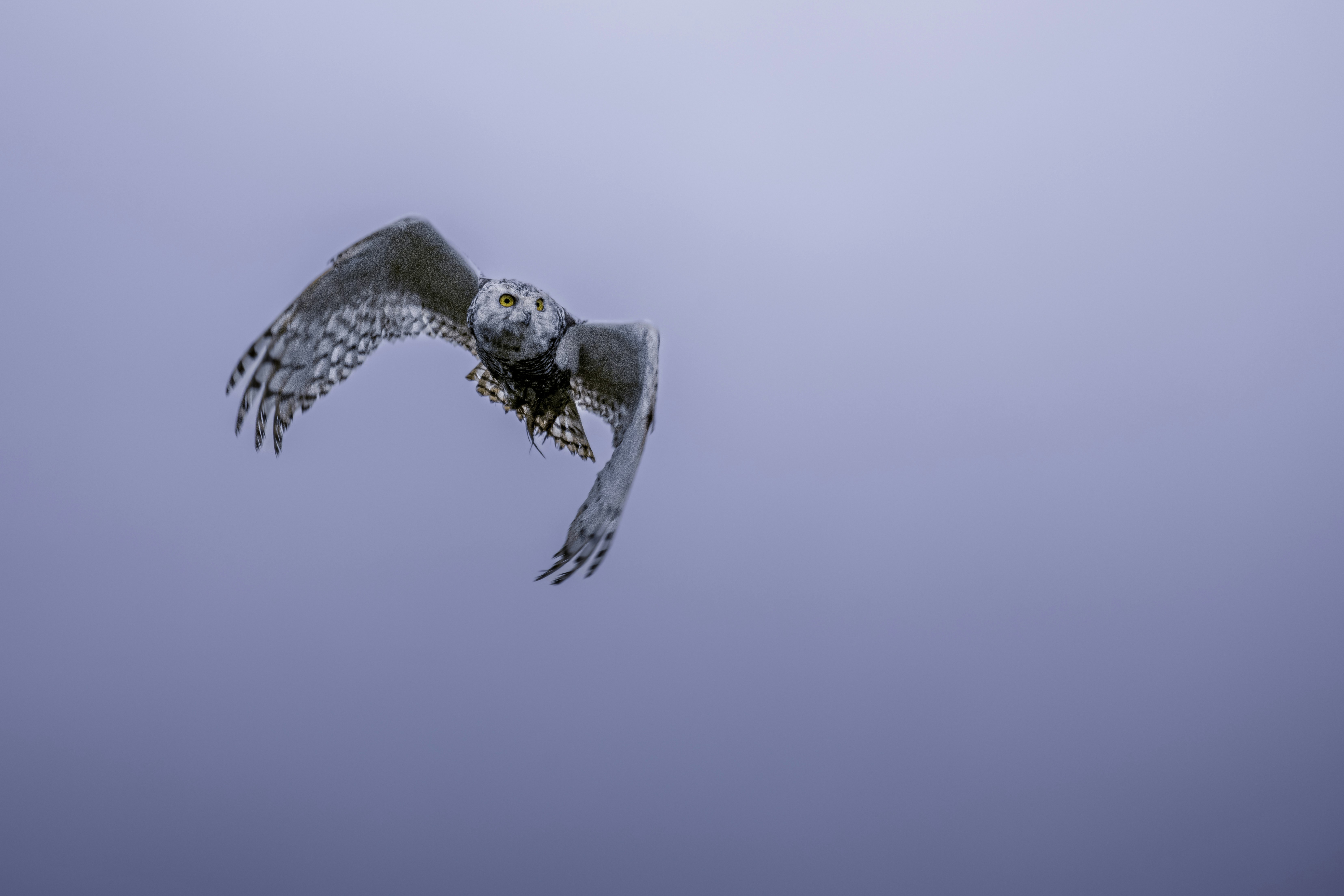 An owl gliding gracefully through a soft, muted sky, showcasing its impressive wingspan and keen gaze.