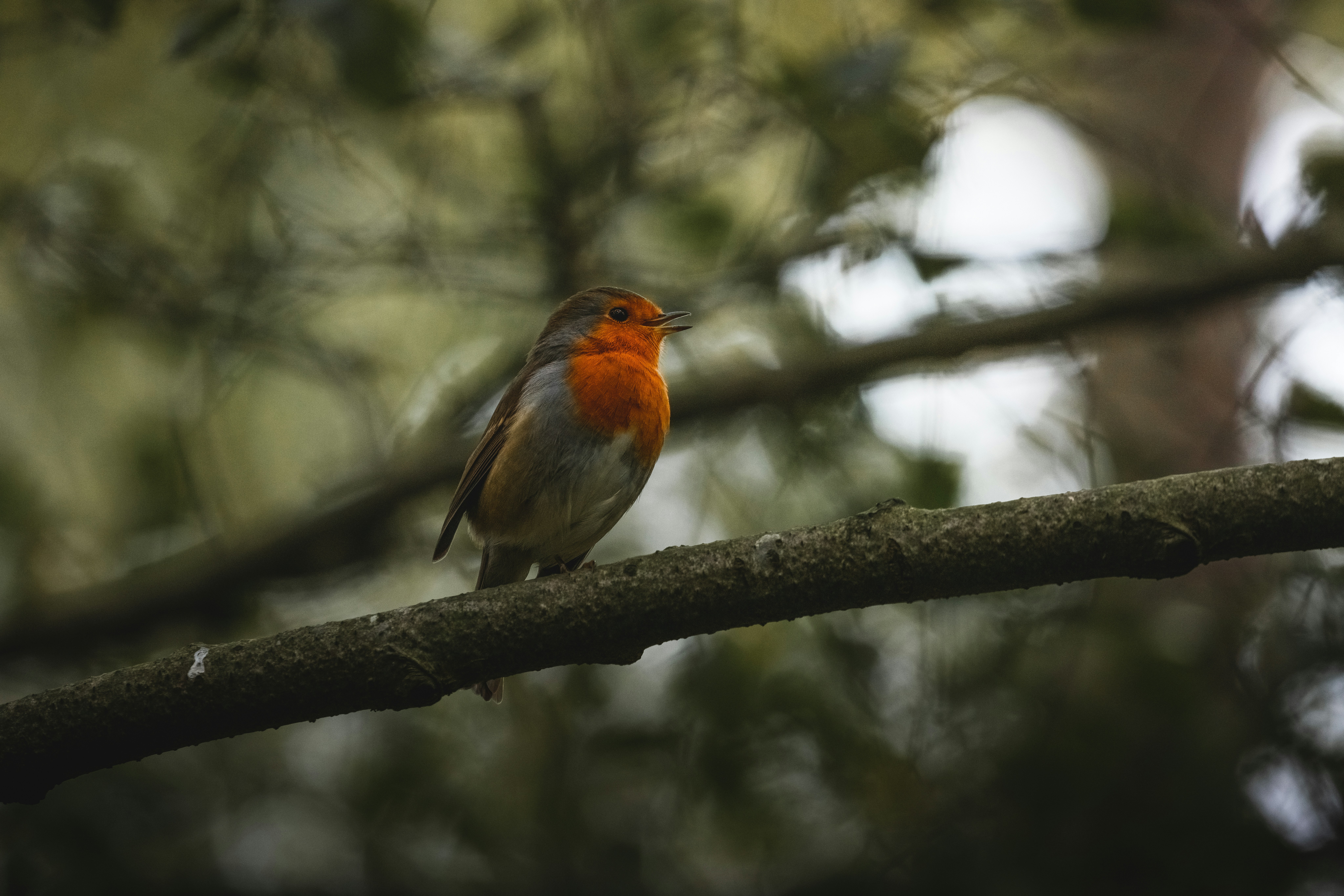 European robin perched on a branch amidst a blurred forest backdrop, showcasing its vibrant orange breast.