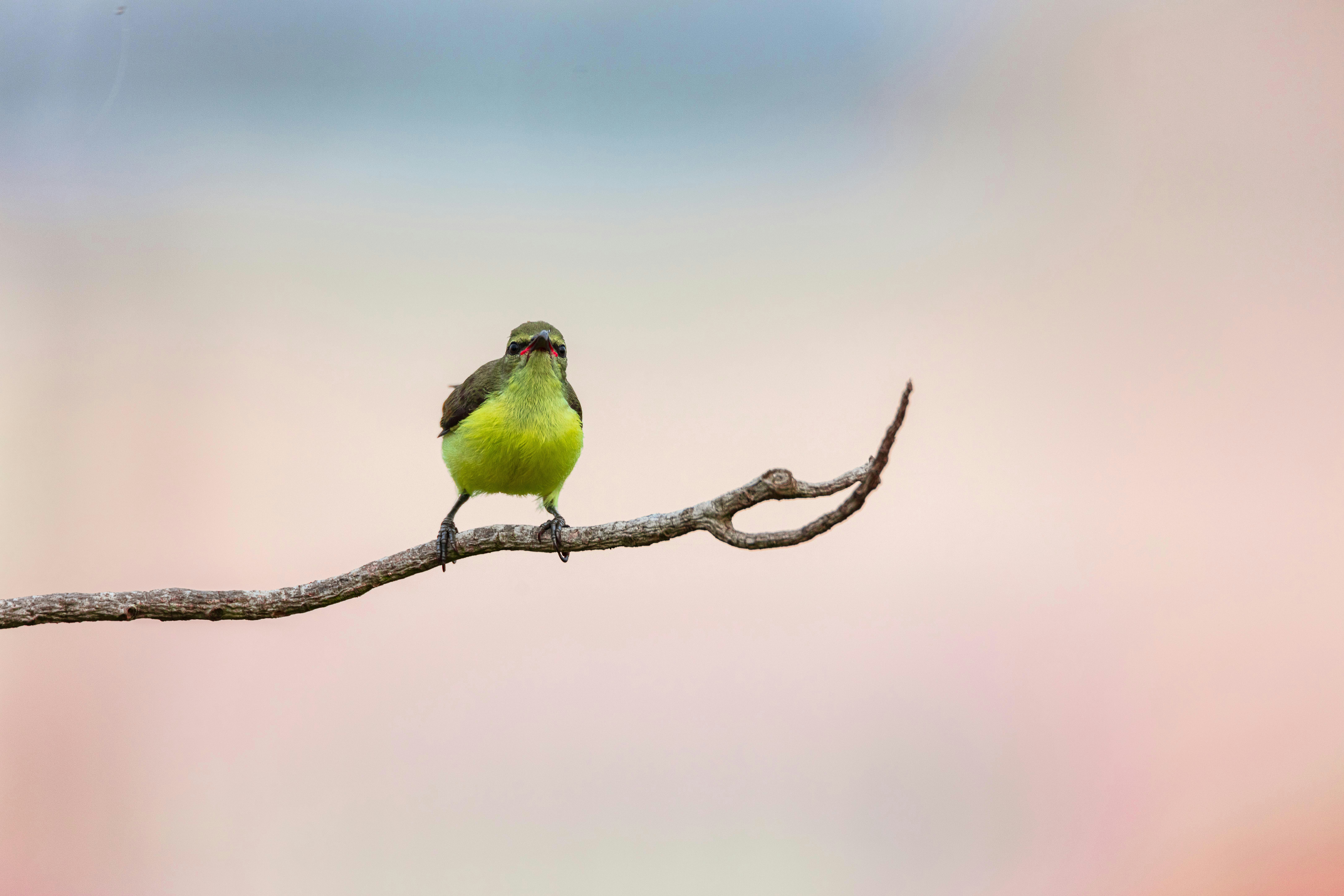 Verdant Warbler on a Delicate Twig, Against a Dreamlike Pastel Backdrop