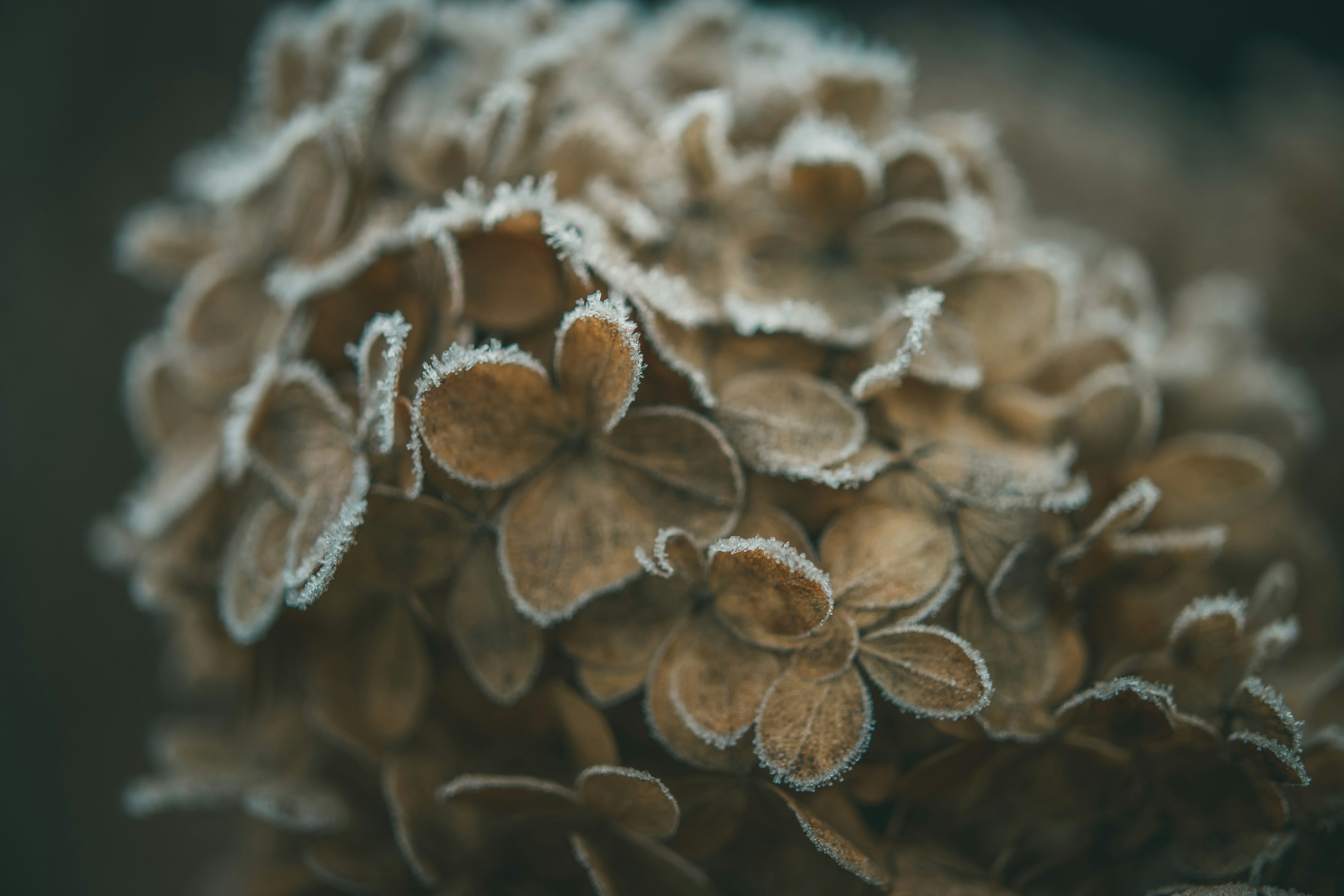 A close up of a flower with frost on it photo – Free Grey Image on Unsplash