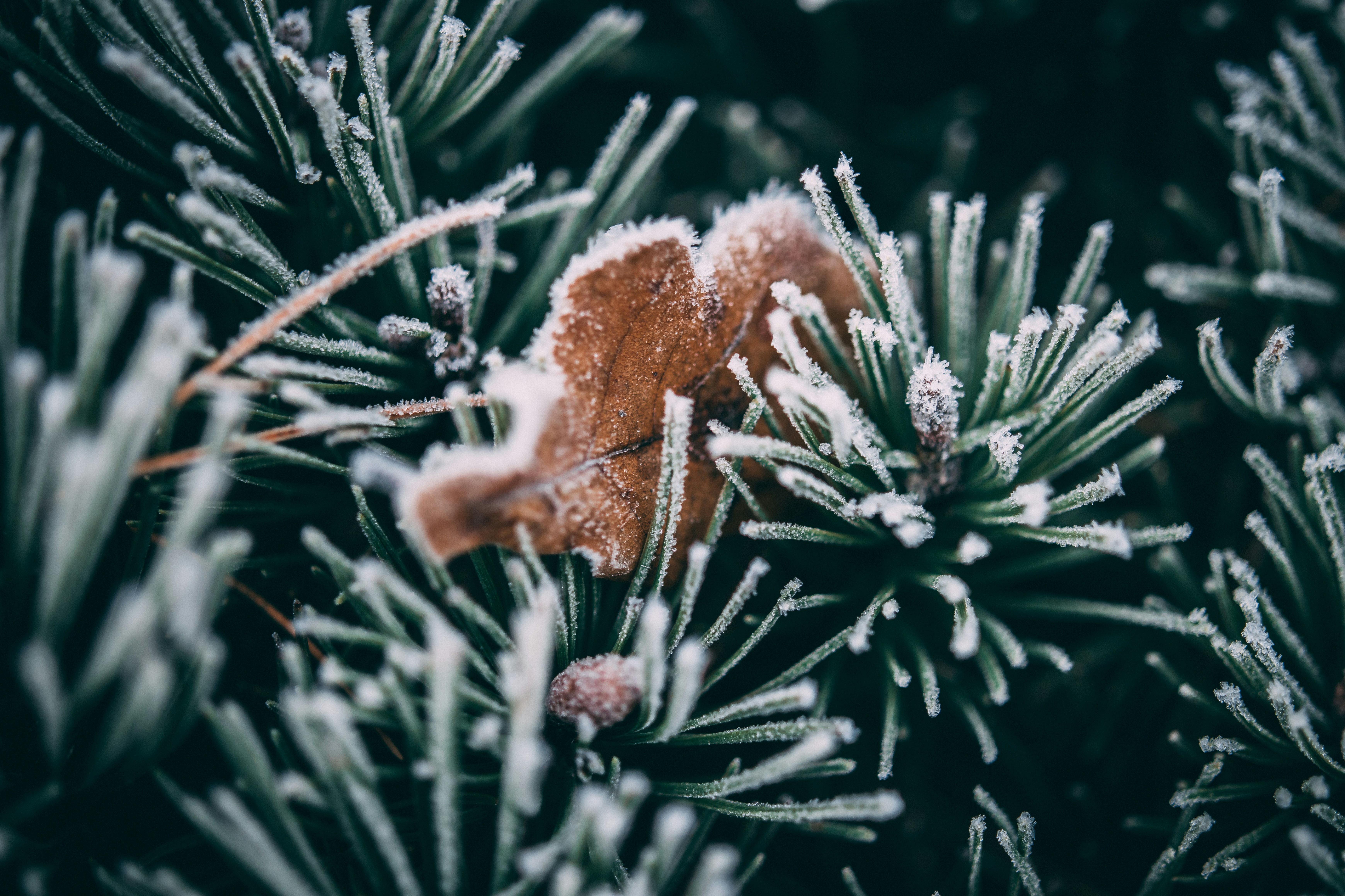 Frosted Pine: A single leaf among icy needles