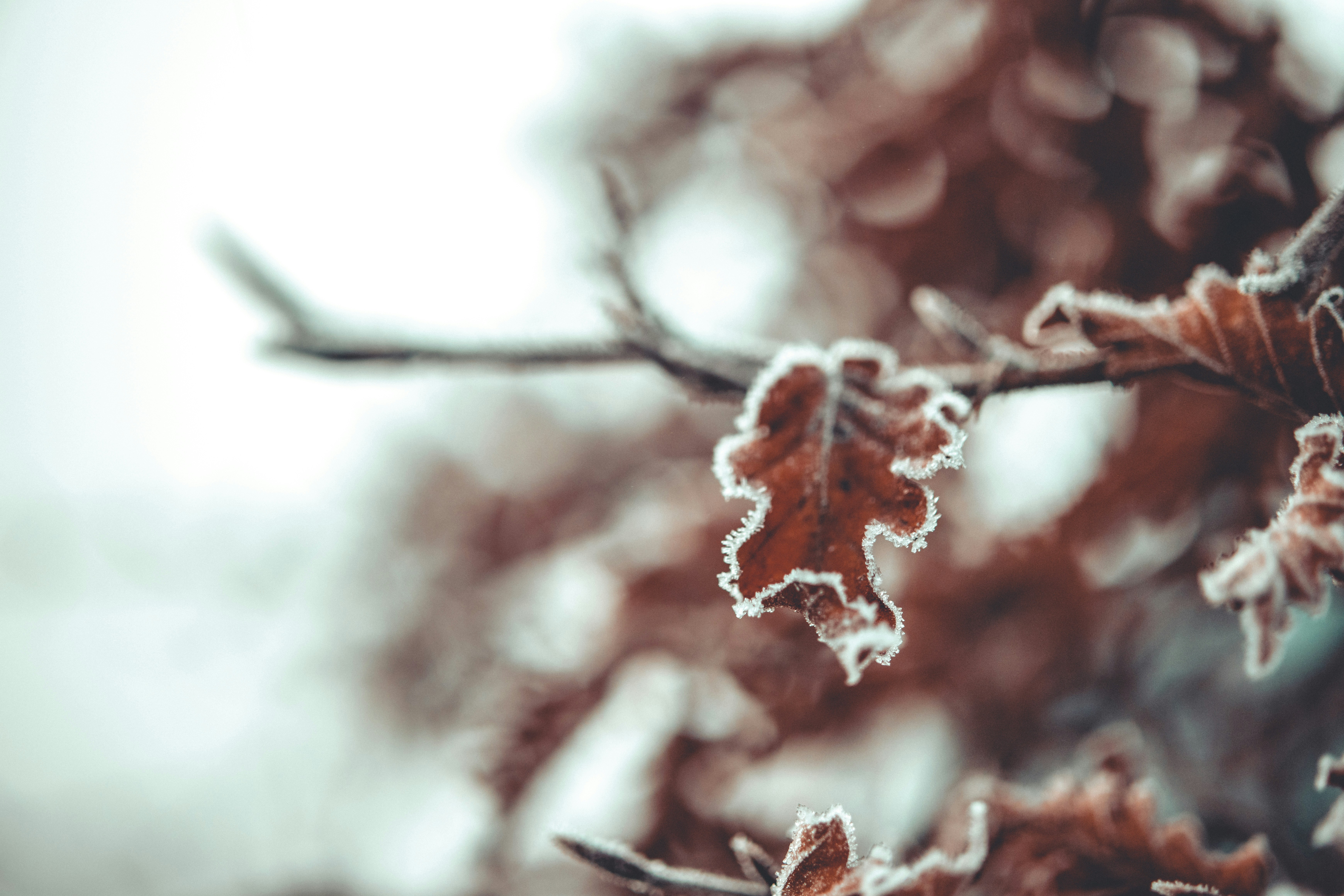 A close up of a tree branch with frost on it photo – Free Nature Image ...