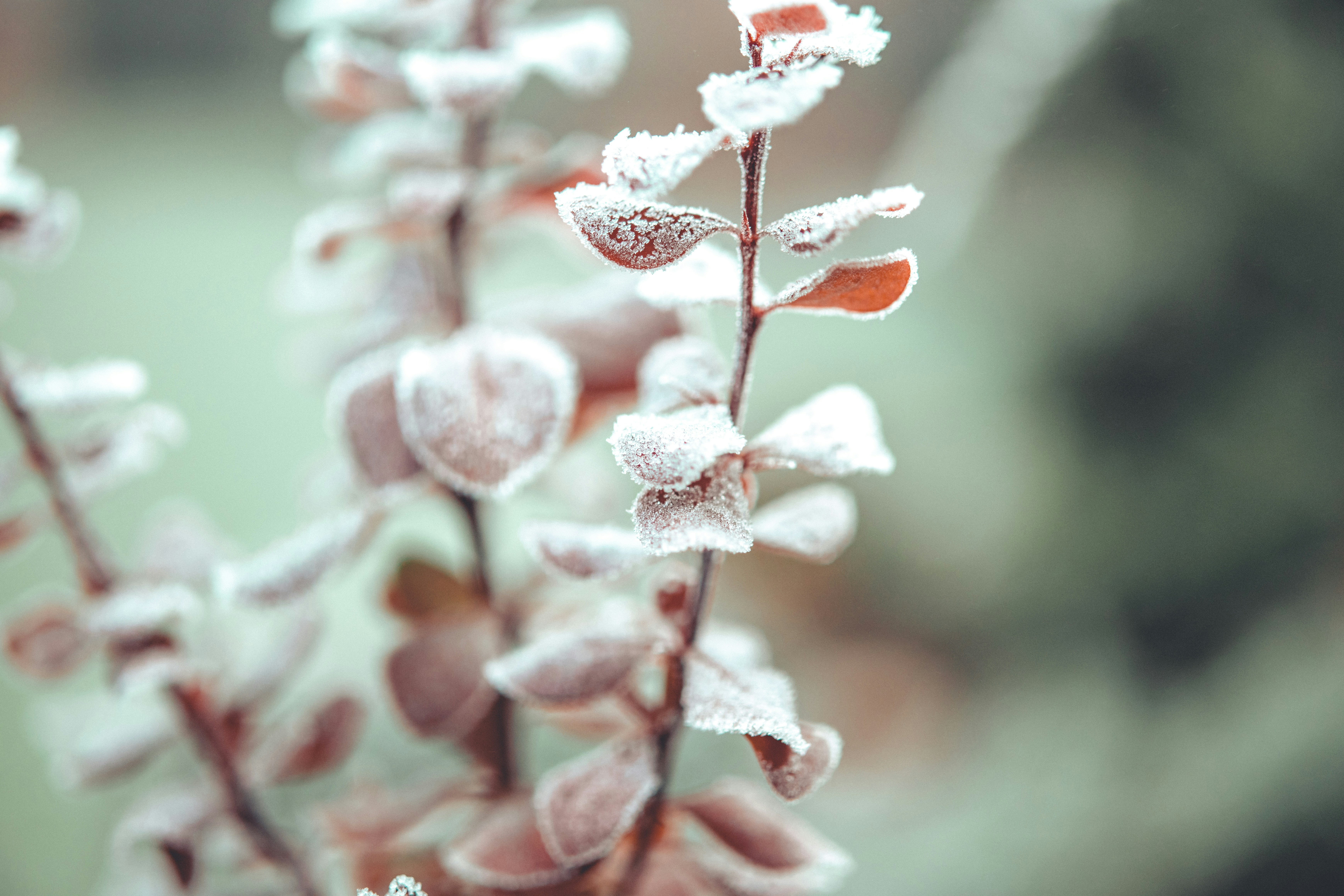 Crystalline Fronds in Winter's Quiet Light