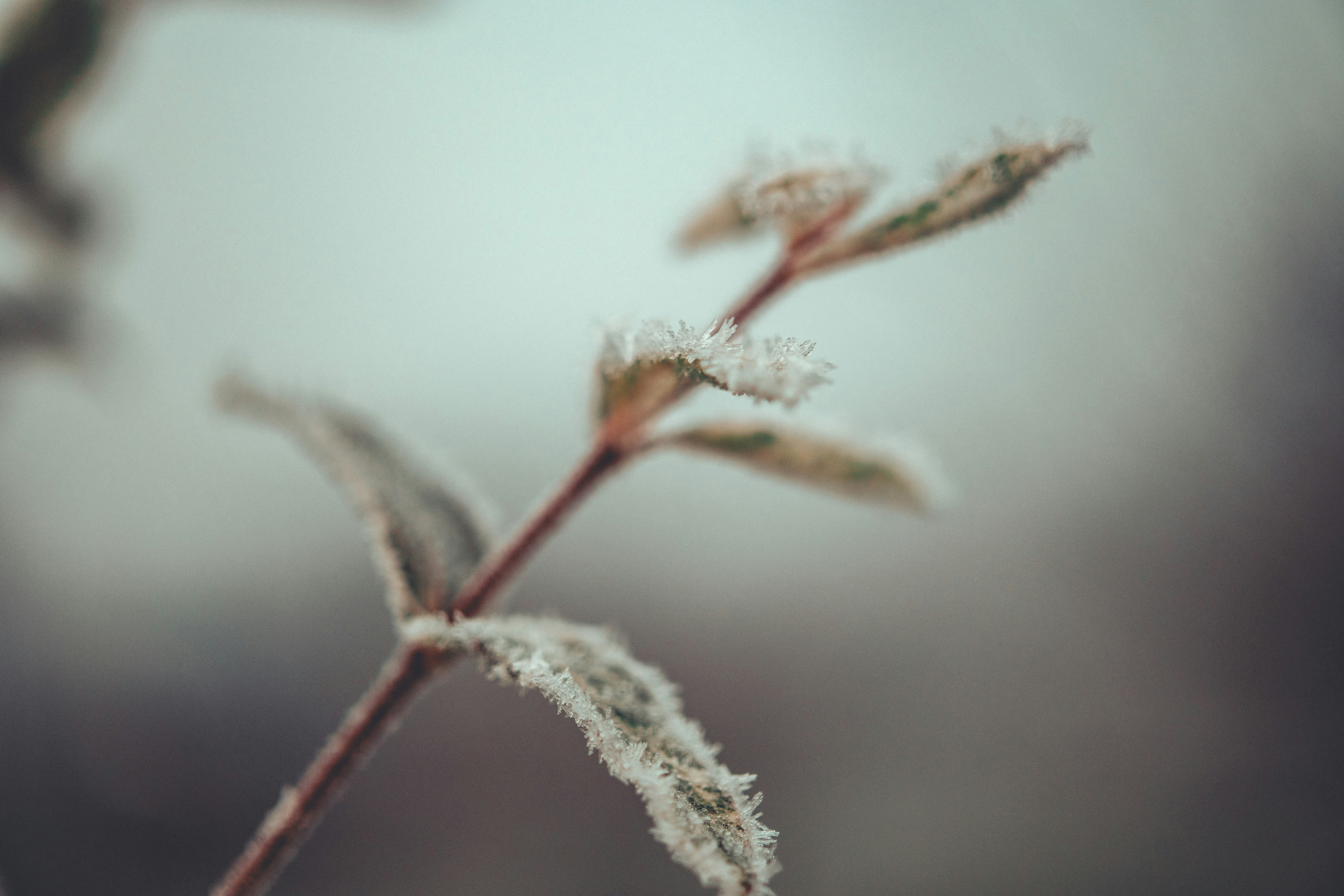 A close up of a plant with frost on it photo – Free Grey Image on Unsplash