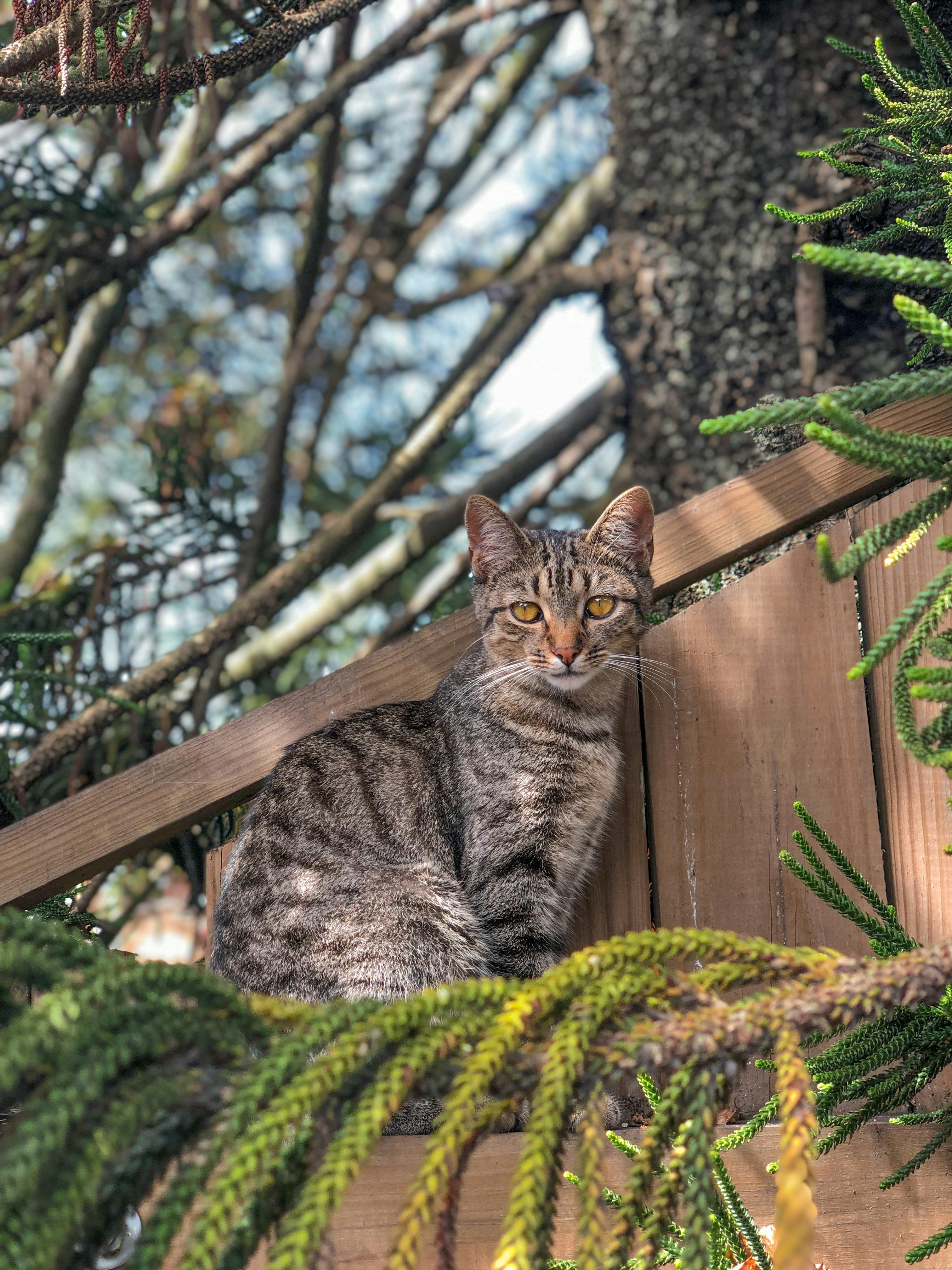 Whiskered Sentinel on a Wooden Balcony Amid Evergreen Fronds