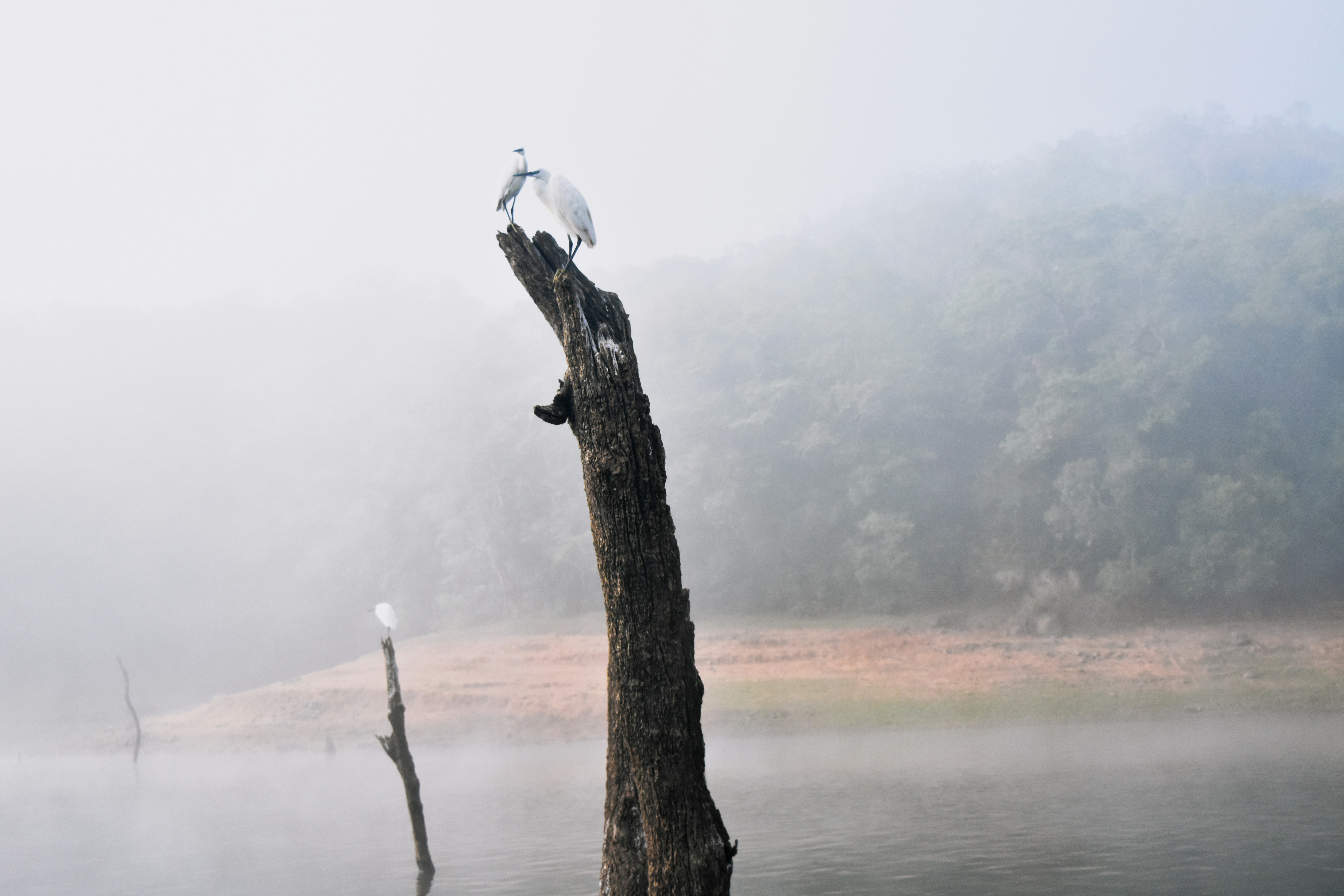 Mistbound Sentinel: Egret on a Lone Stump