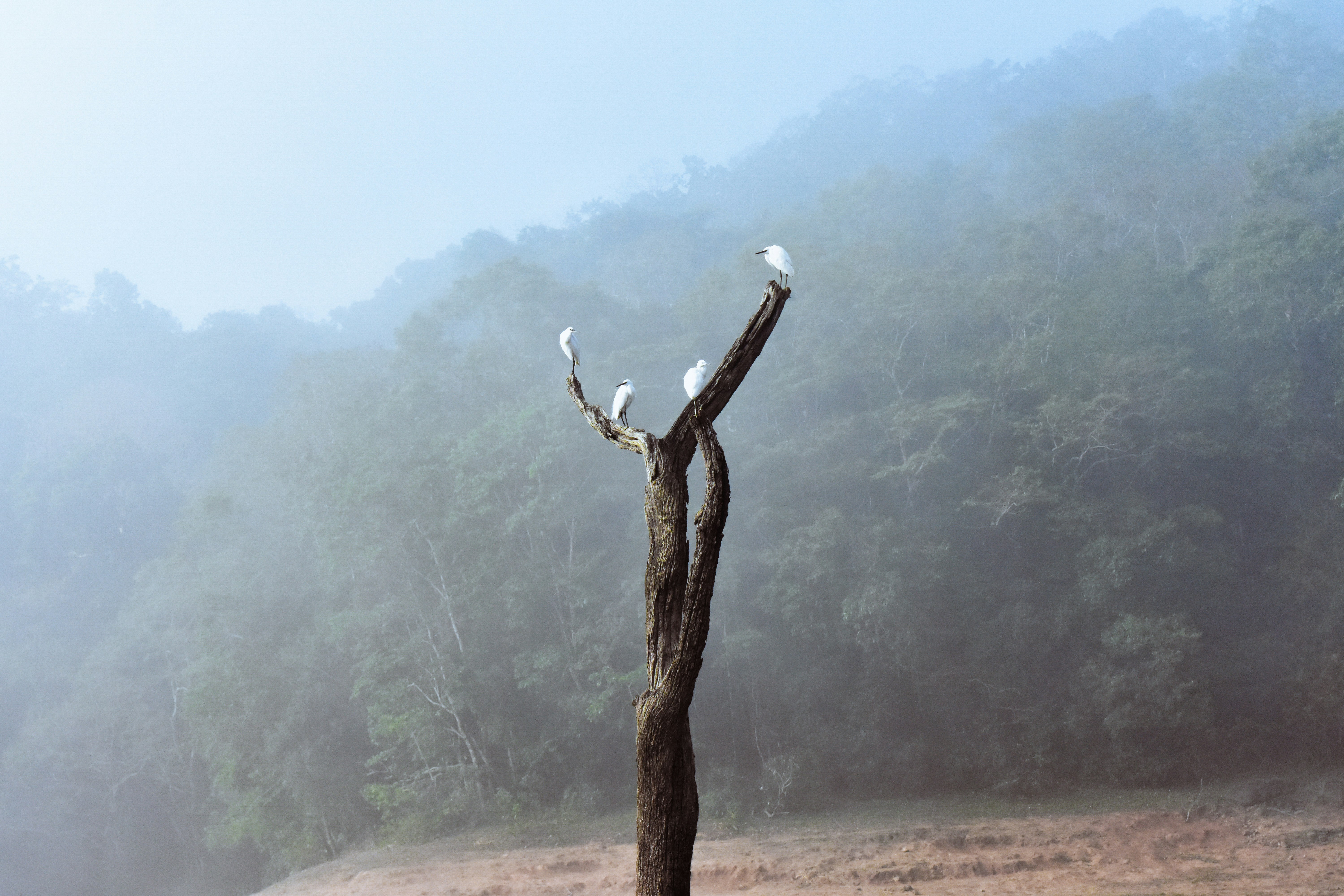 Fogbound Sentinel: A Lone Trunk Reaches Through the Mist