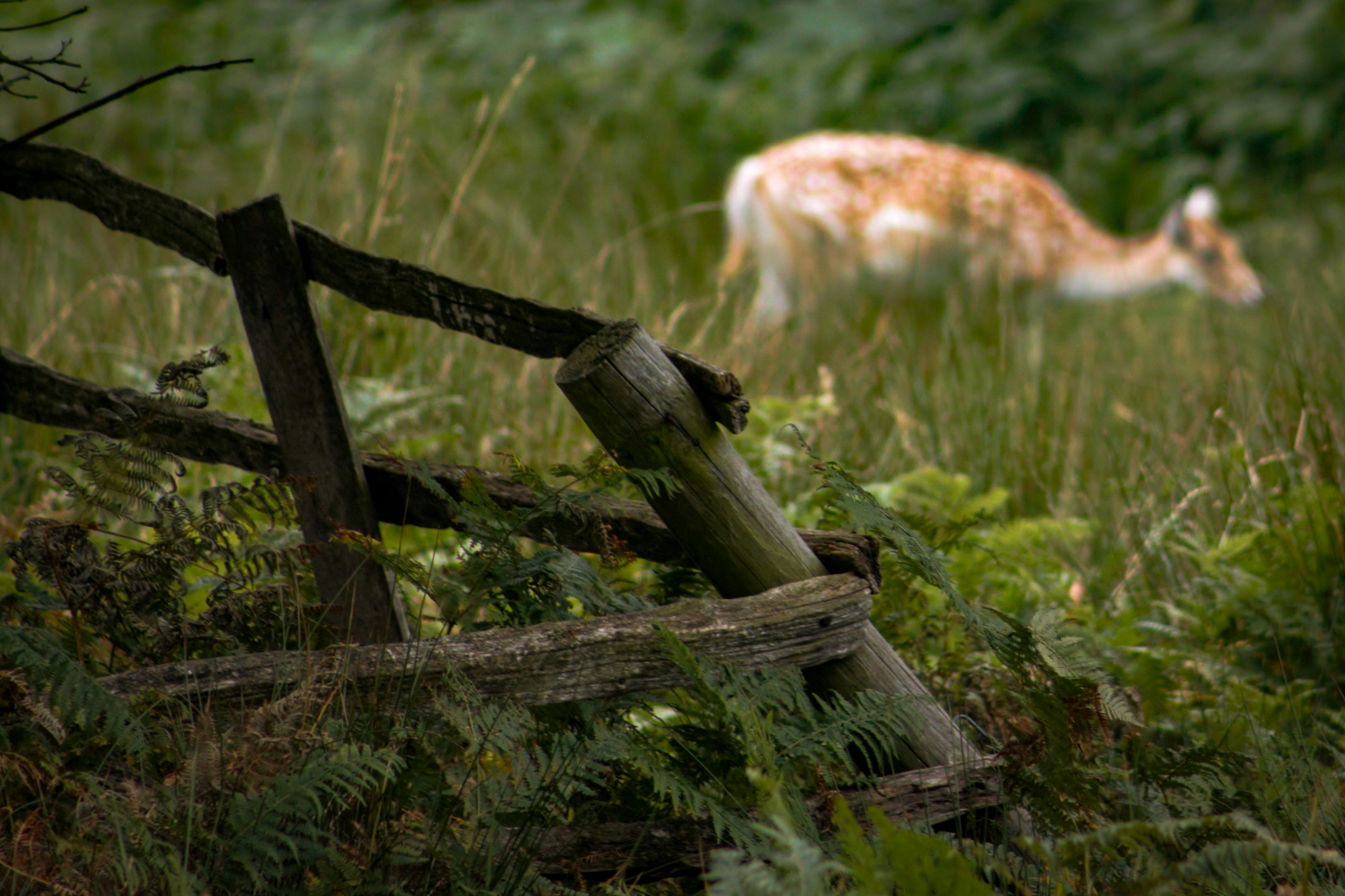 Quiet deer Resting Beyond a Weathered Fence in a Sunlit Clearing