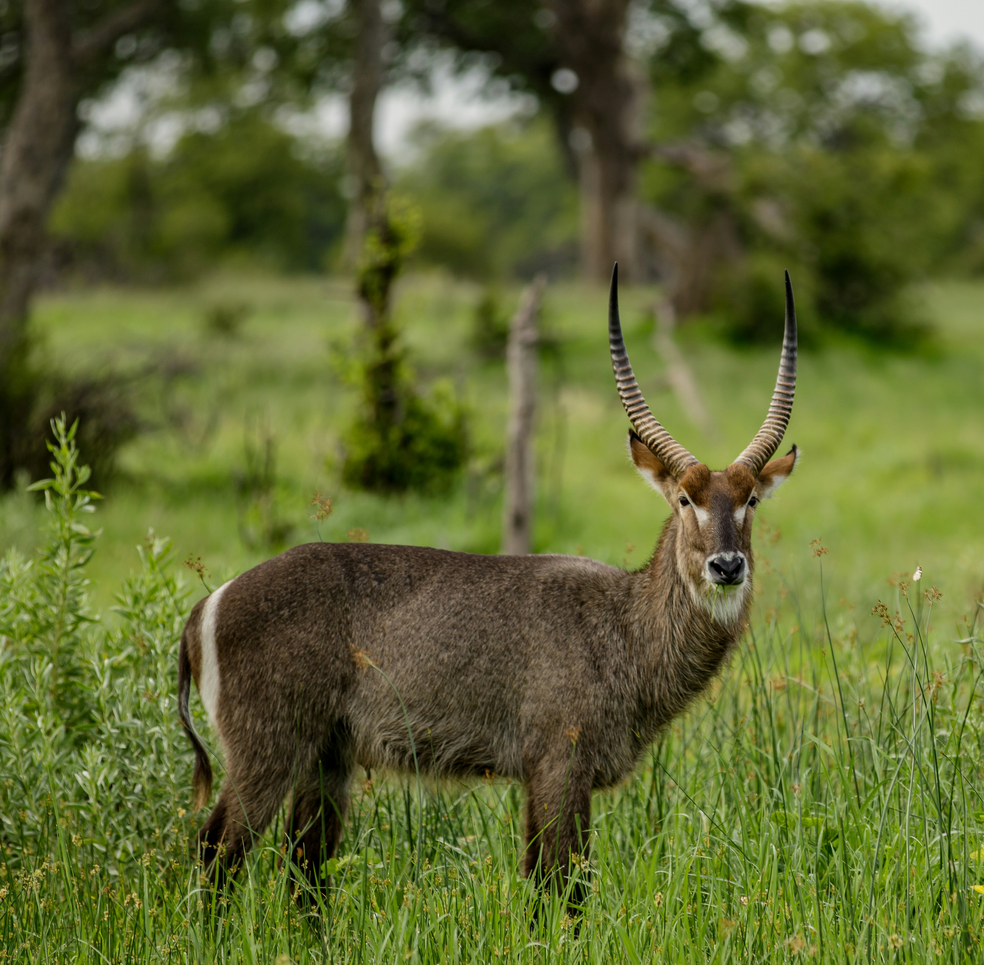 Un animal à cornes debout dans un champ verdoyant photo – Image ...