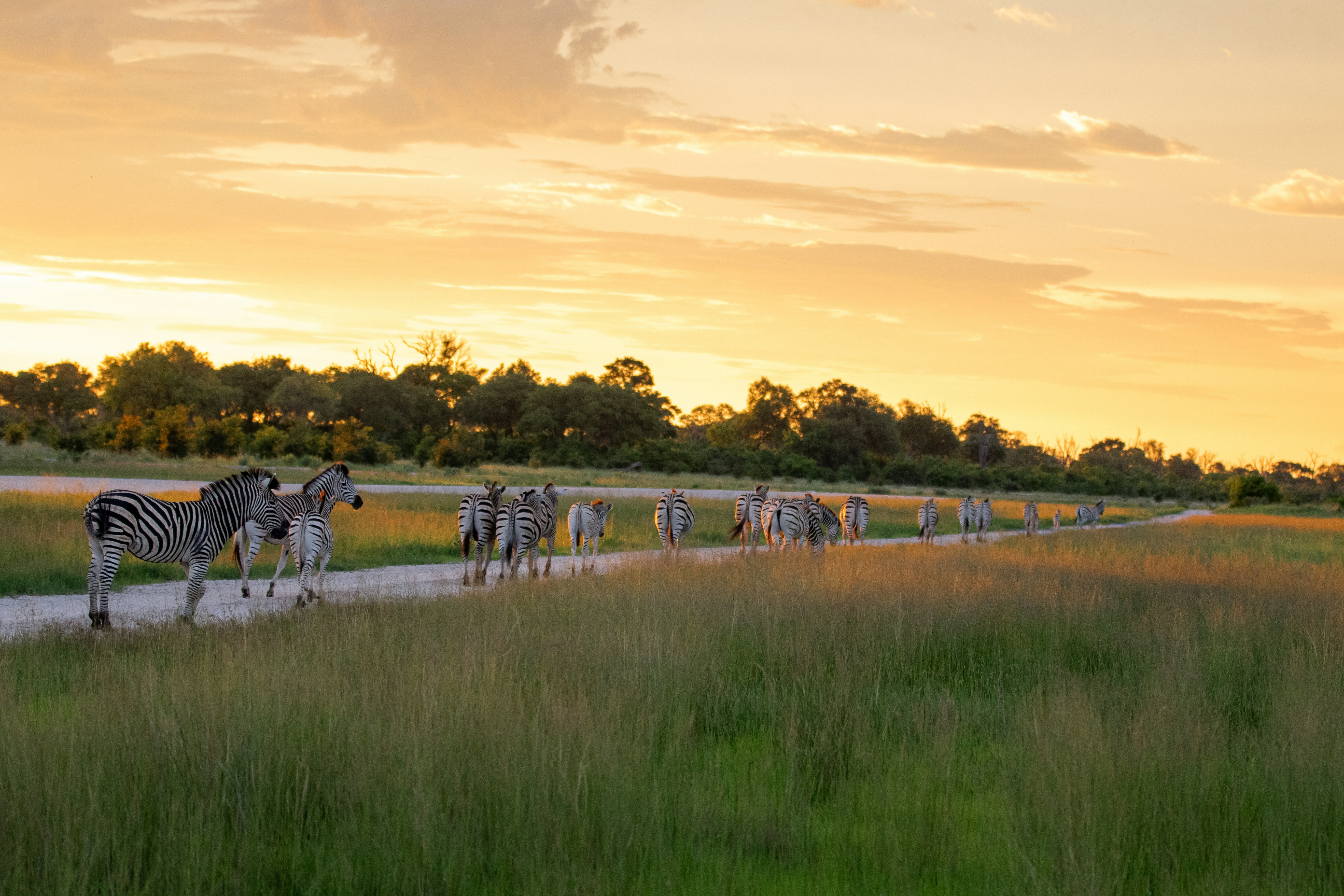 Un groupe de zèbres marchant sur une route photo – Photo Zebra Gratuite ...