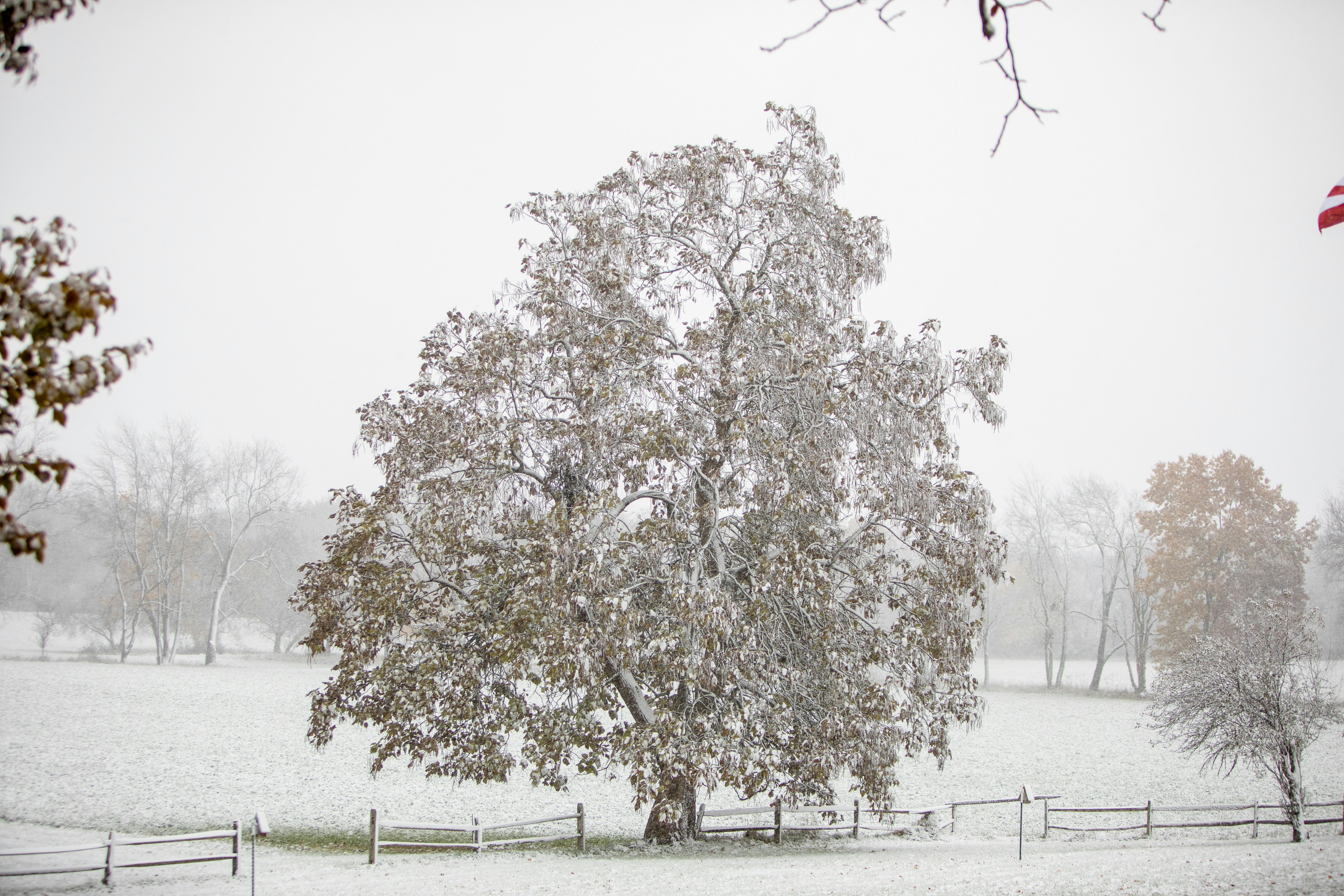 Solitary tree dusted with snow stands in a quiet, fenced pasture.