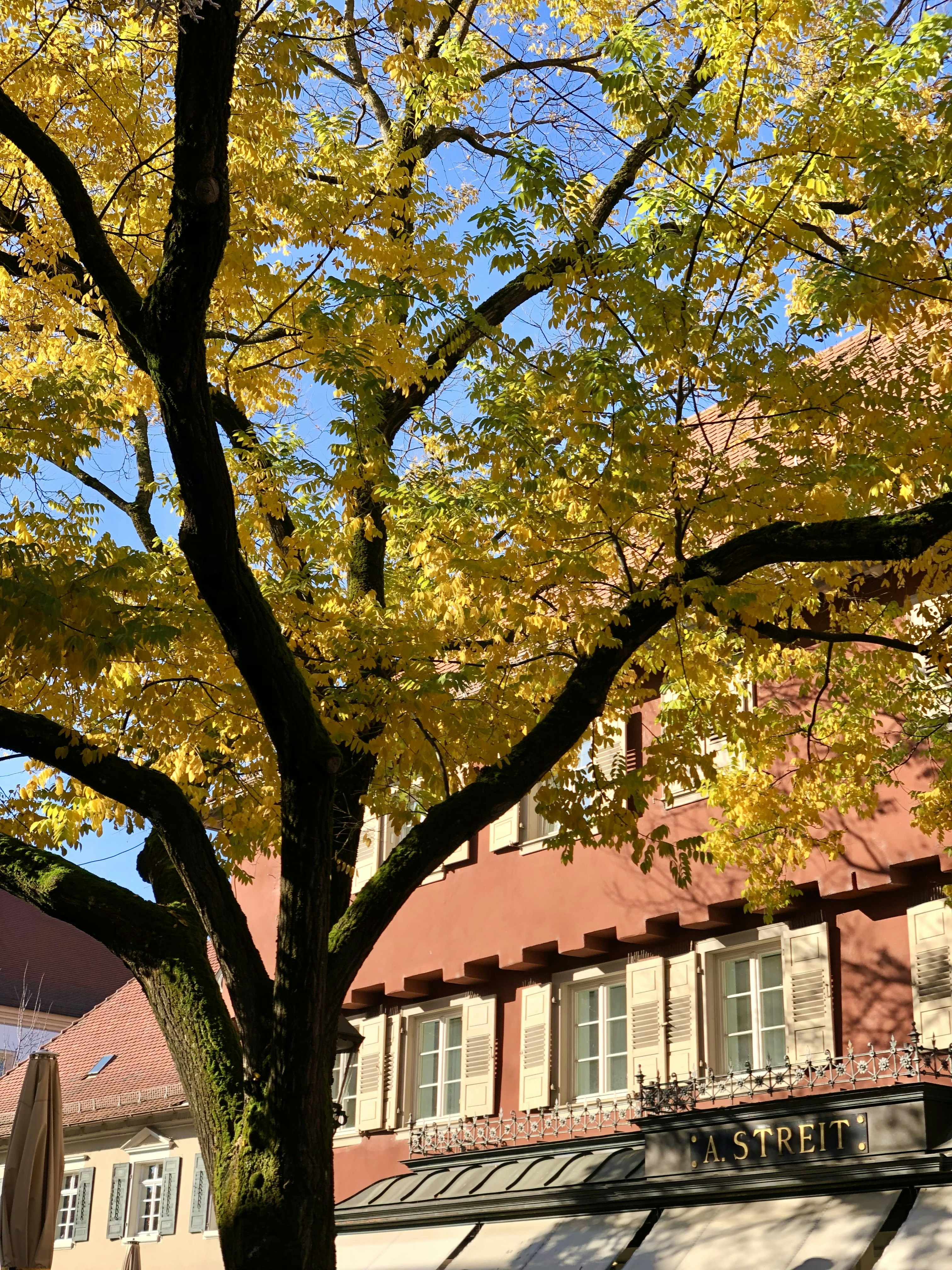 Autumn Elegance in Urban Light
