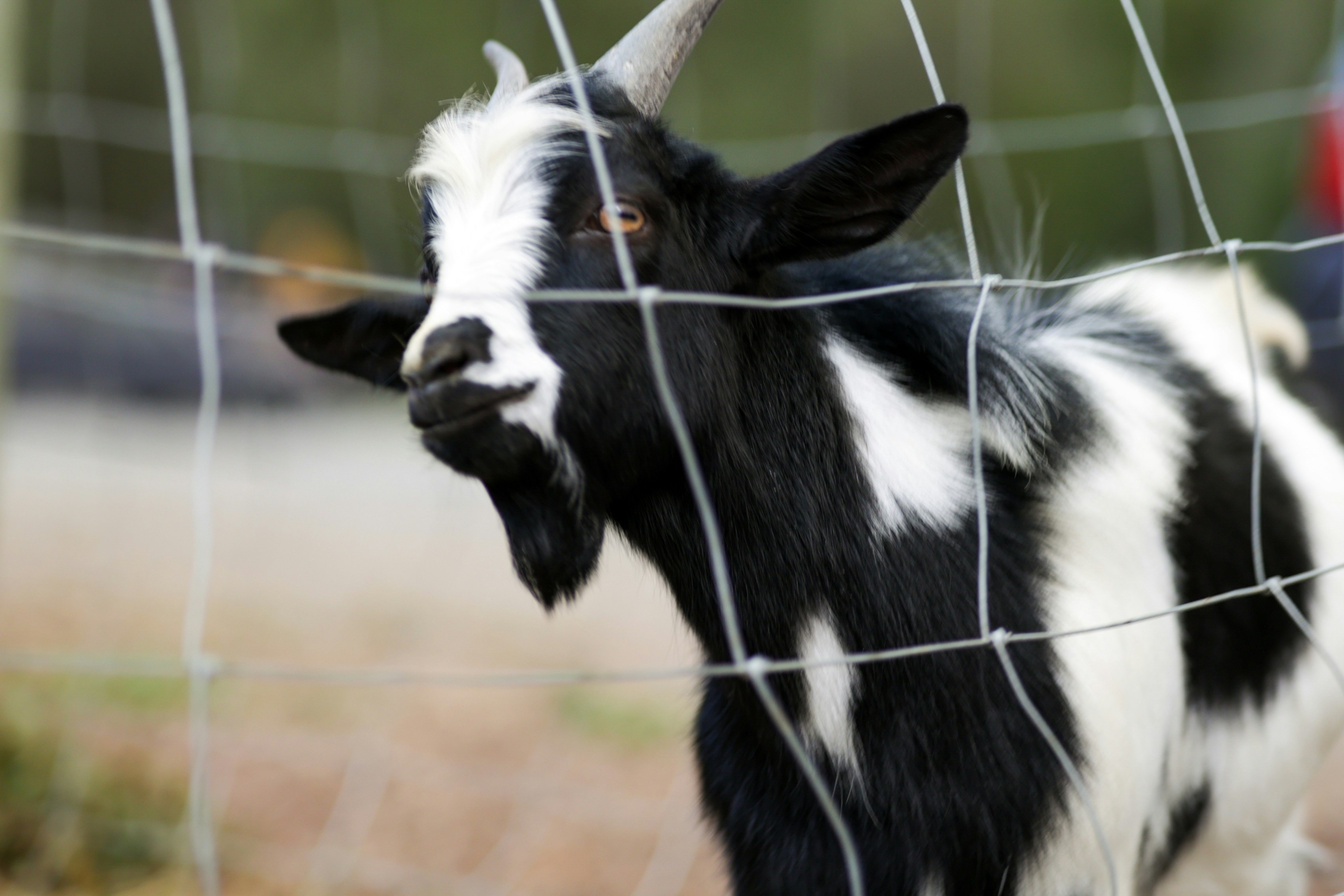 a black and white goat behind a wire fenceHarrison Mitchell
