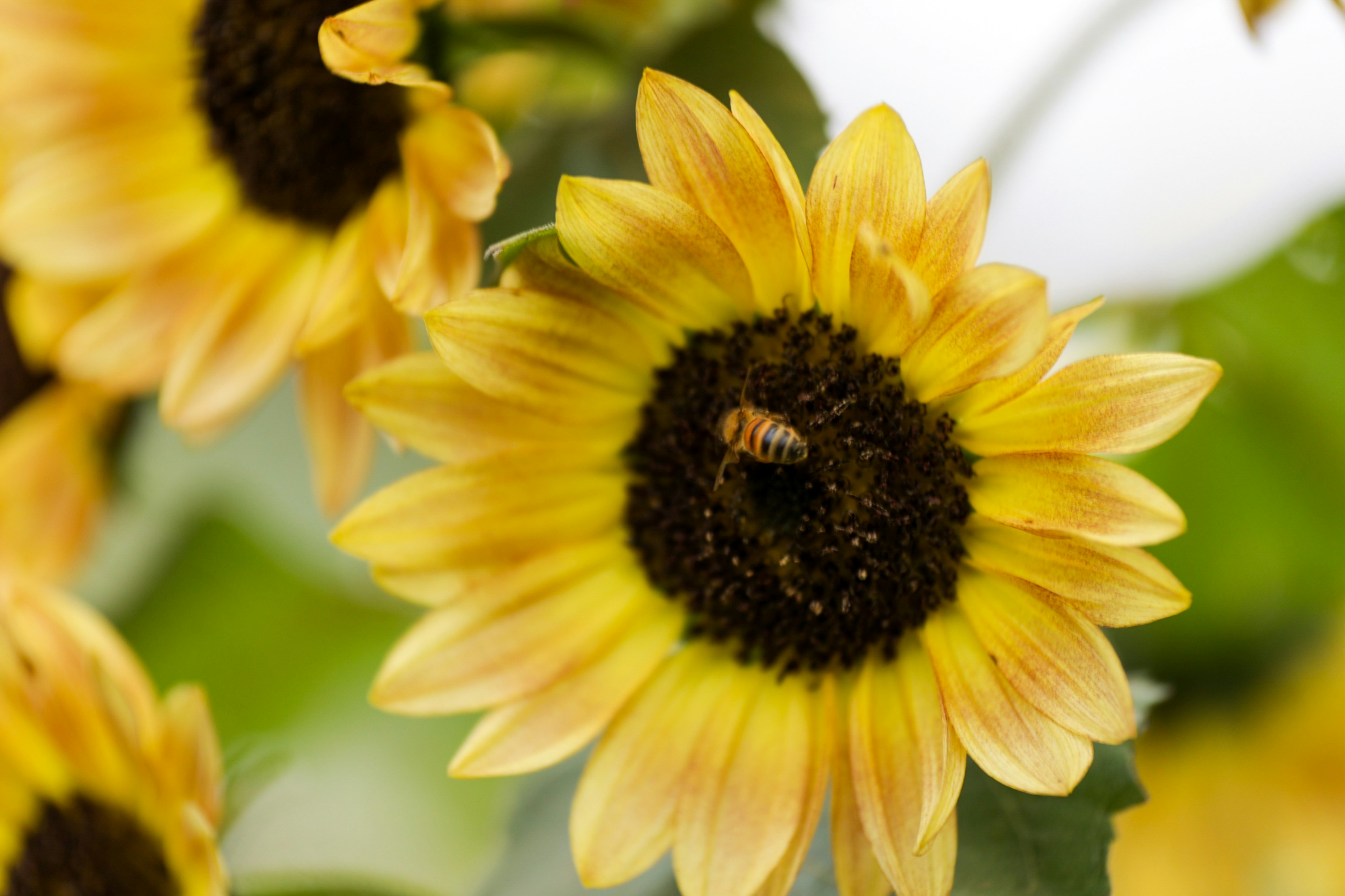 Bee in the Center of a Sunflower Cosmos