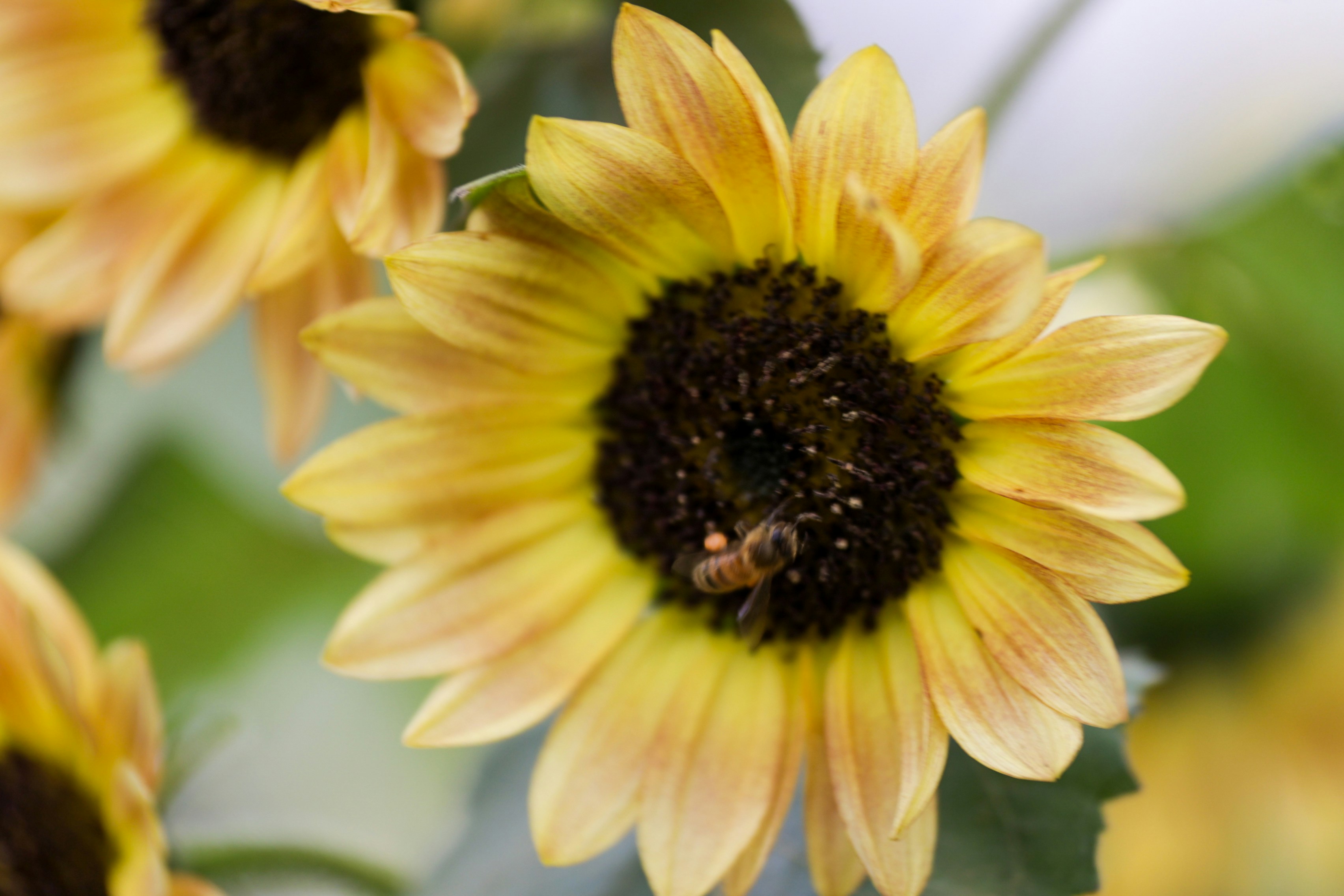 A close up of a sunflower with a bee on it photo – Free Farm Image on ...