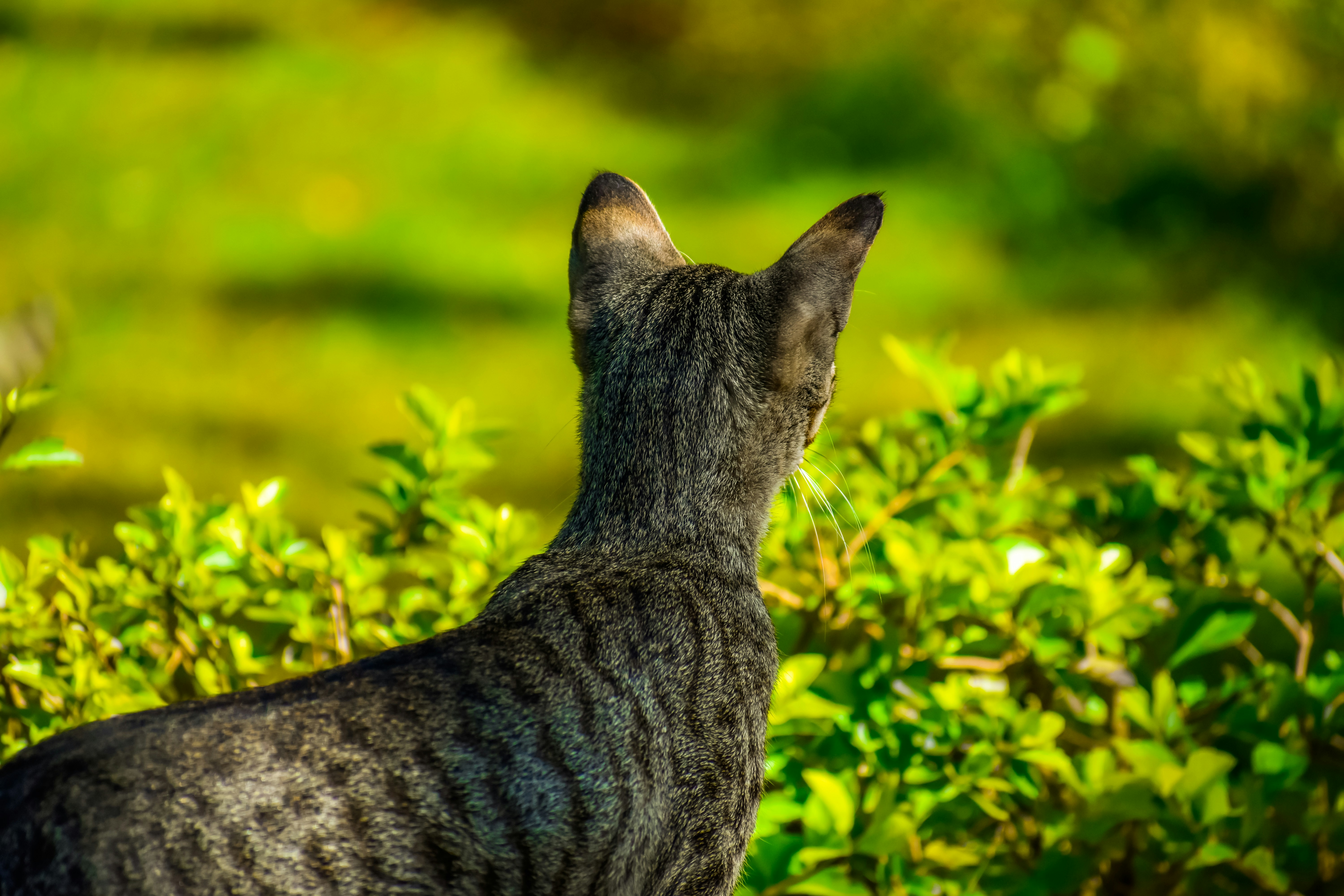 Back View Vigil: A Tabby Contemplates a Sunlit Hedge