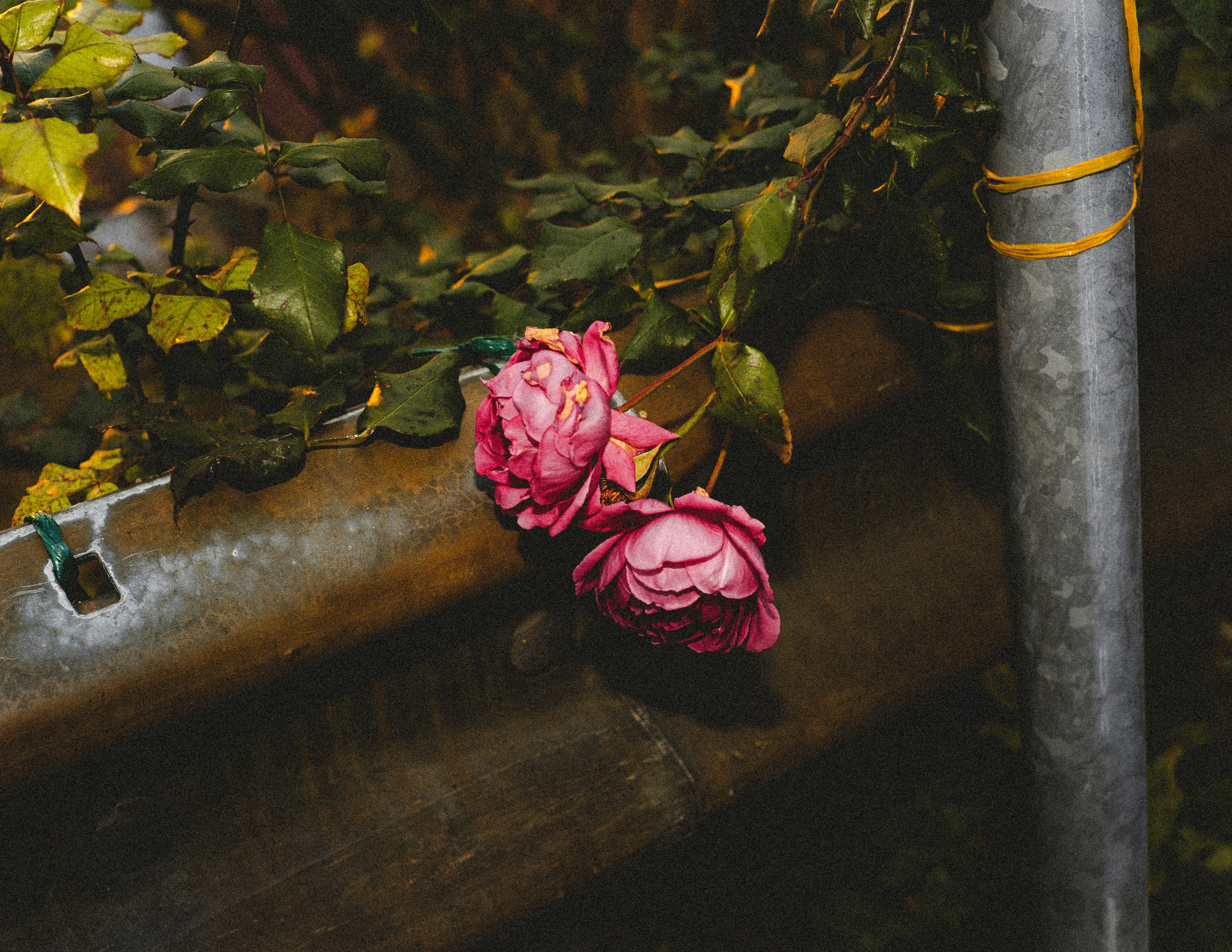 Pink Rose in a Shadowed Alley of Steel