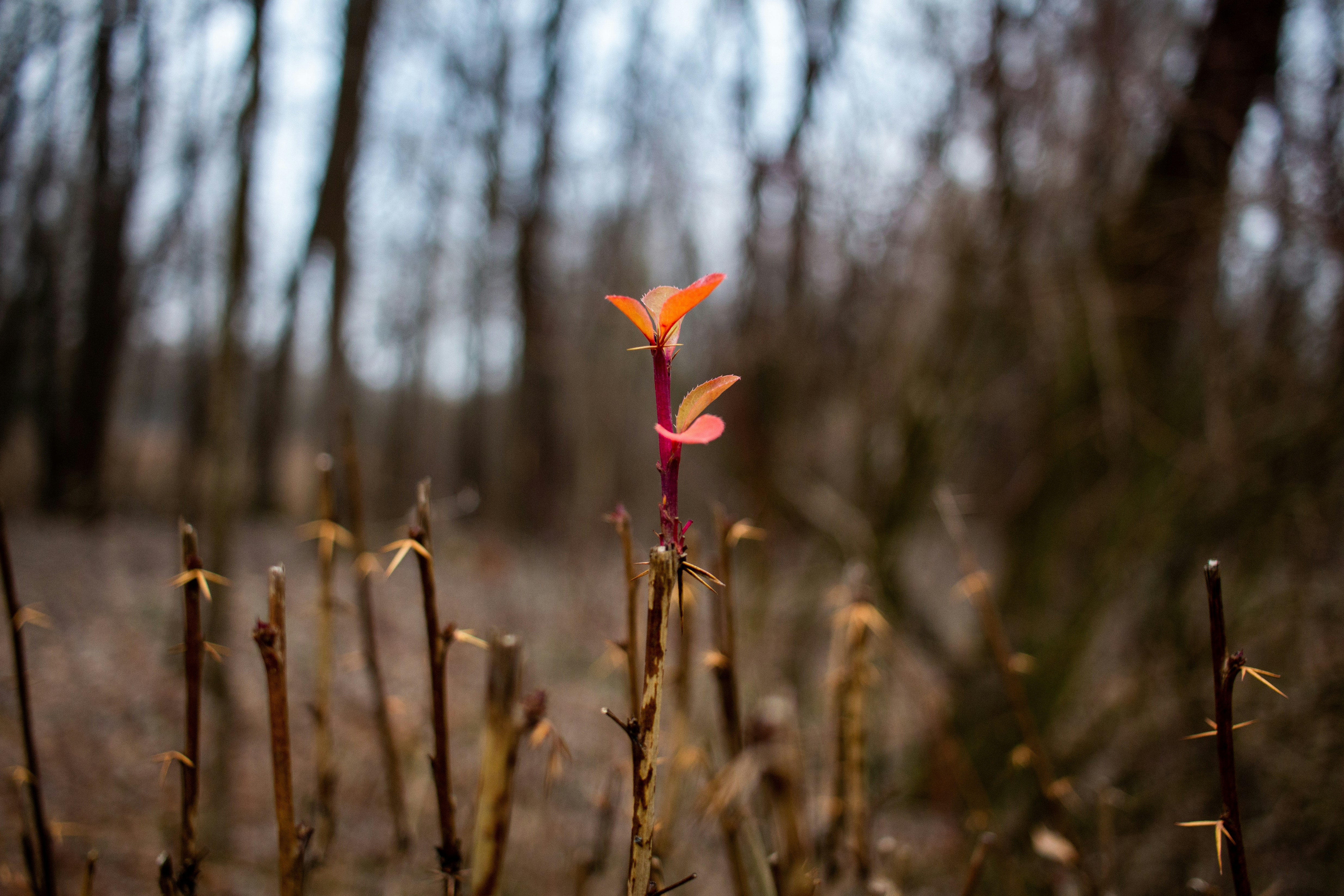 a single flower in the middle of a forest
