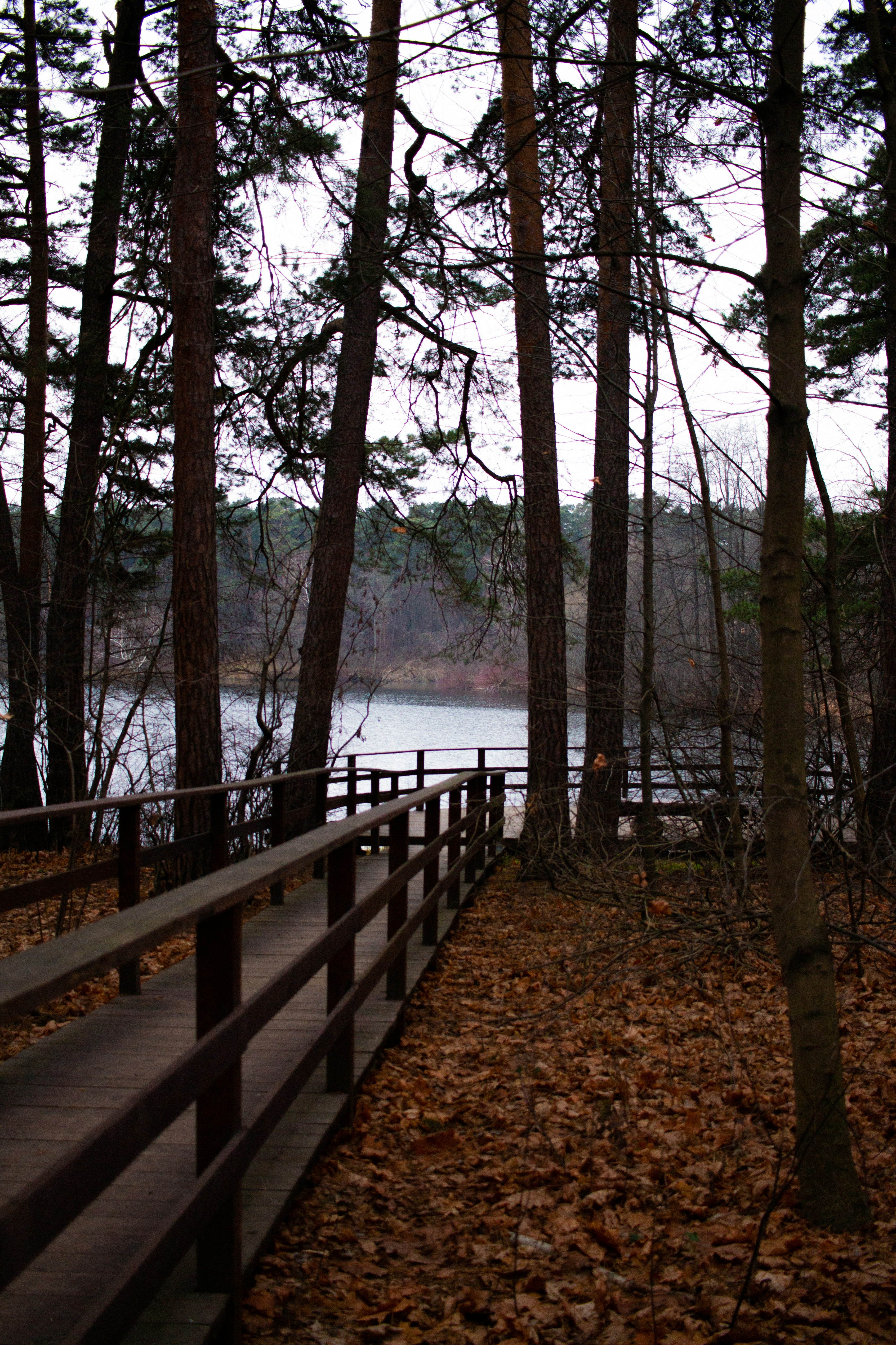 Quiet Passage Through Pine Shadows Toward a Lake