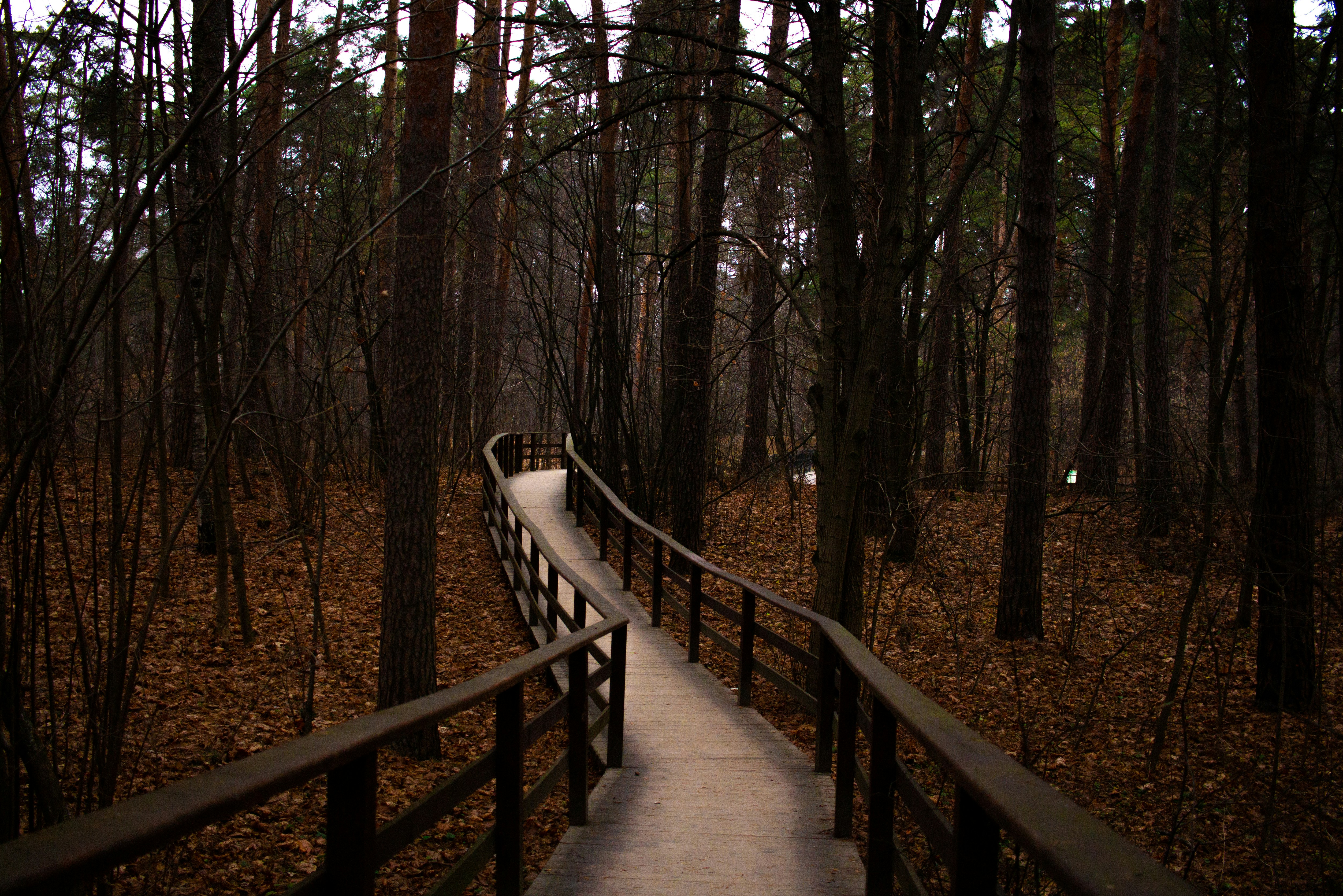 Curved wooden walkway meandering through a dense forest of tall pines with scattered leaves on the ground.