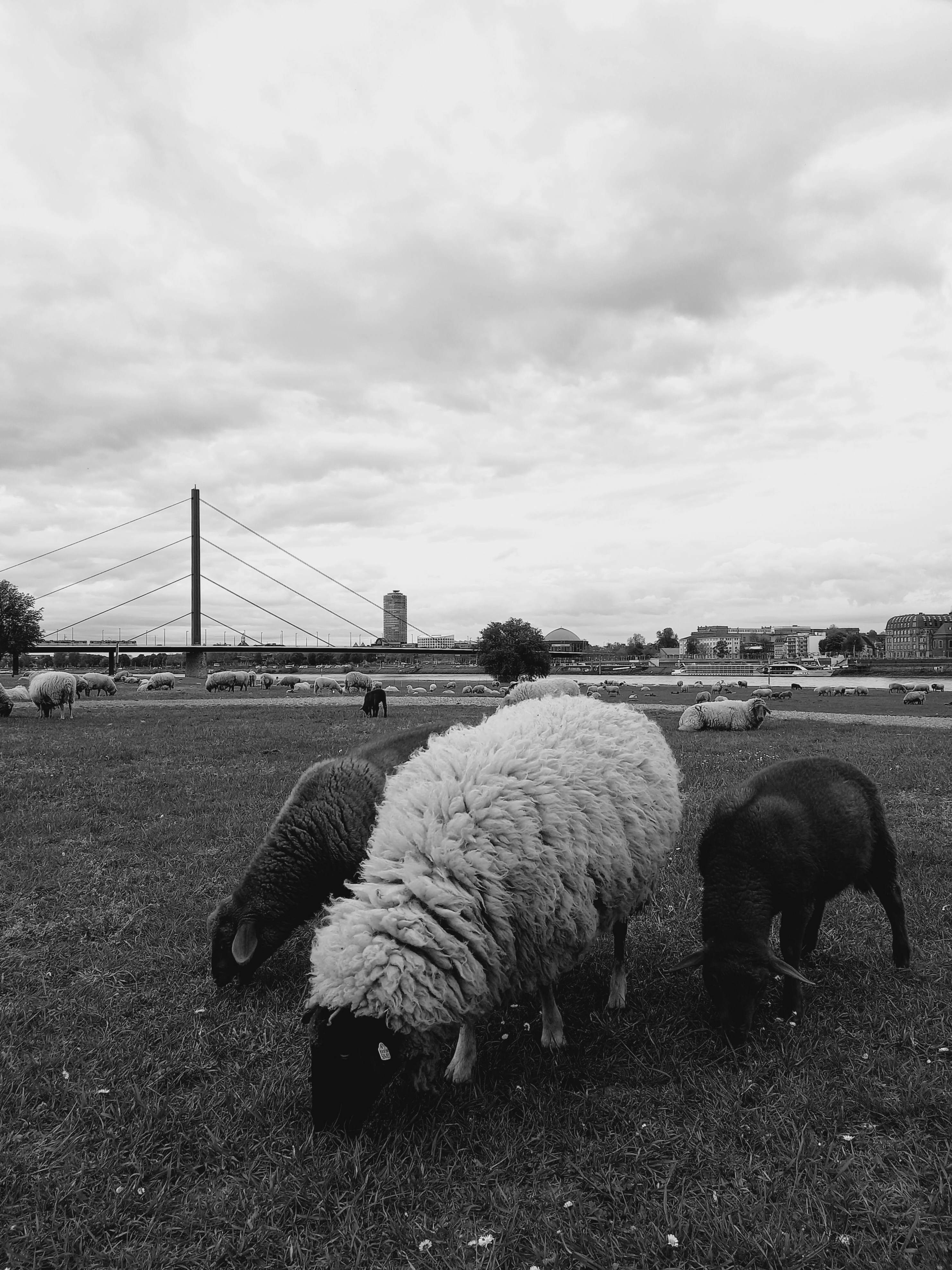 Sheep grazing on lush green grass with a backdrop of a modern cityscape and a bridge. The scene captures the contrast between nature and urban life.