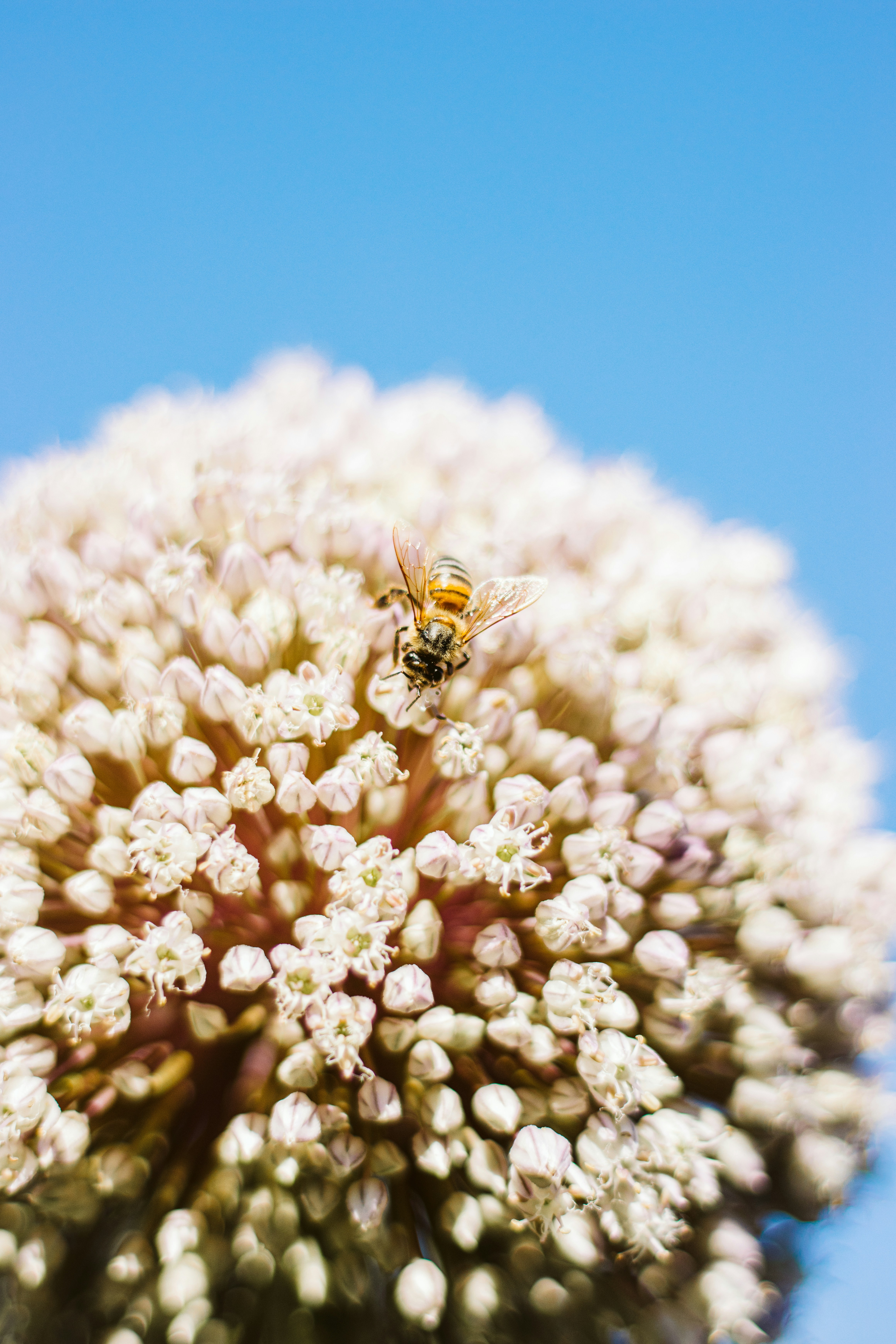 a close up of a flower with a bee on it